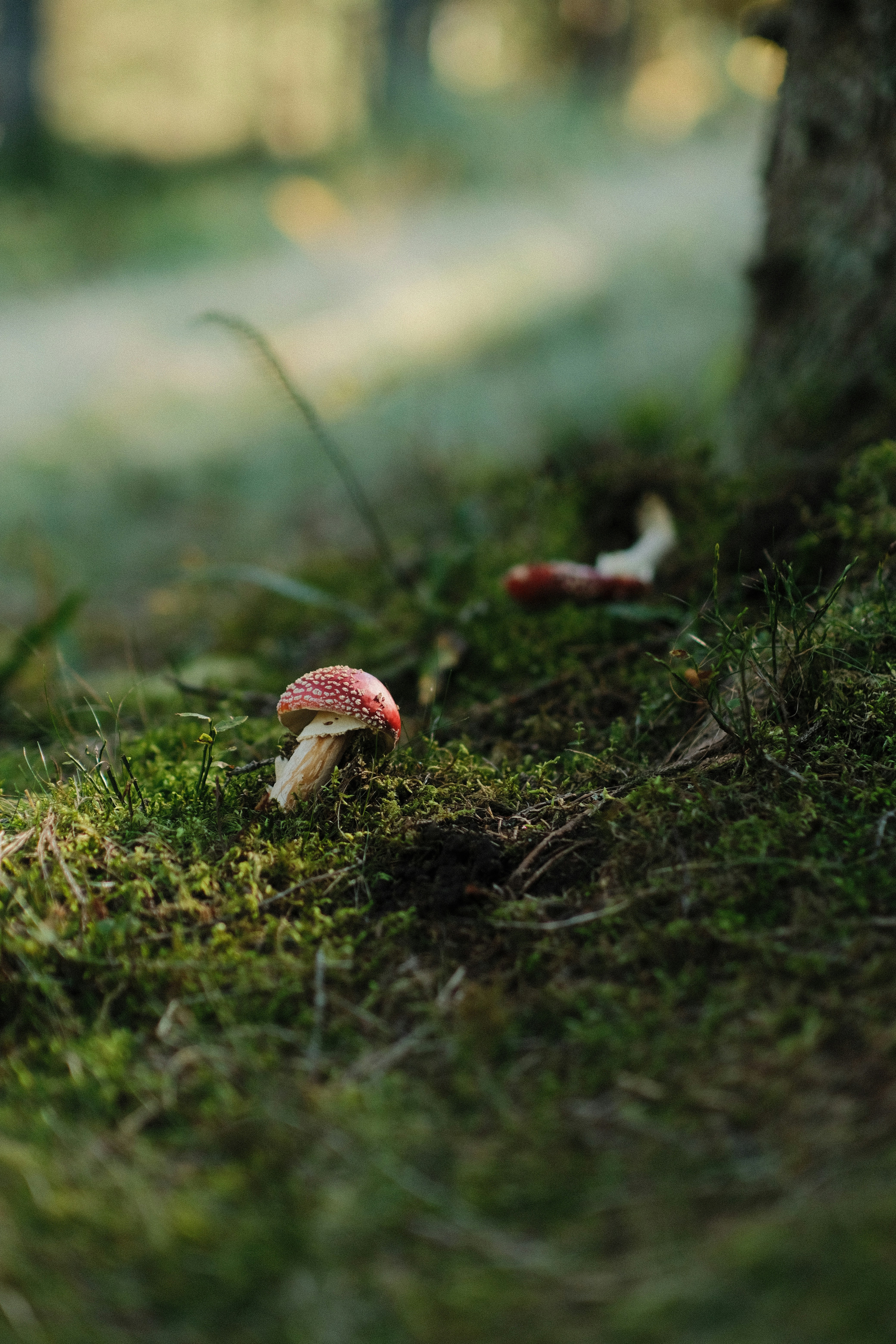 Red-capped Mushroom Trail: A Quiet Forest Encounter