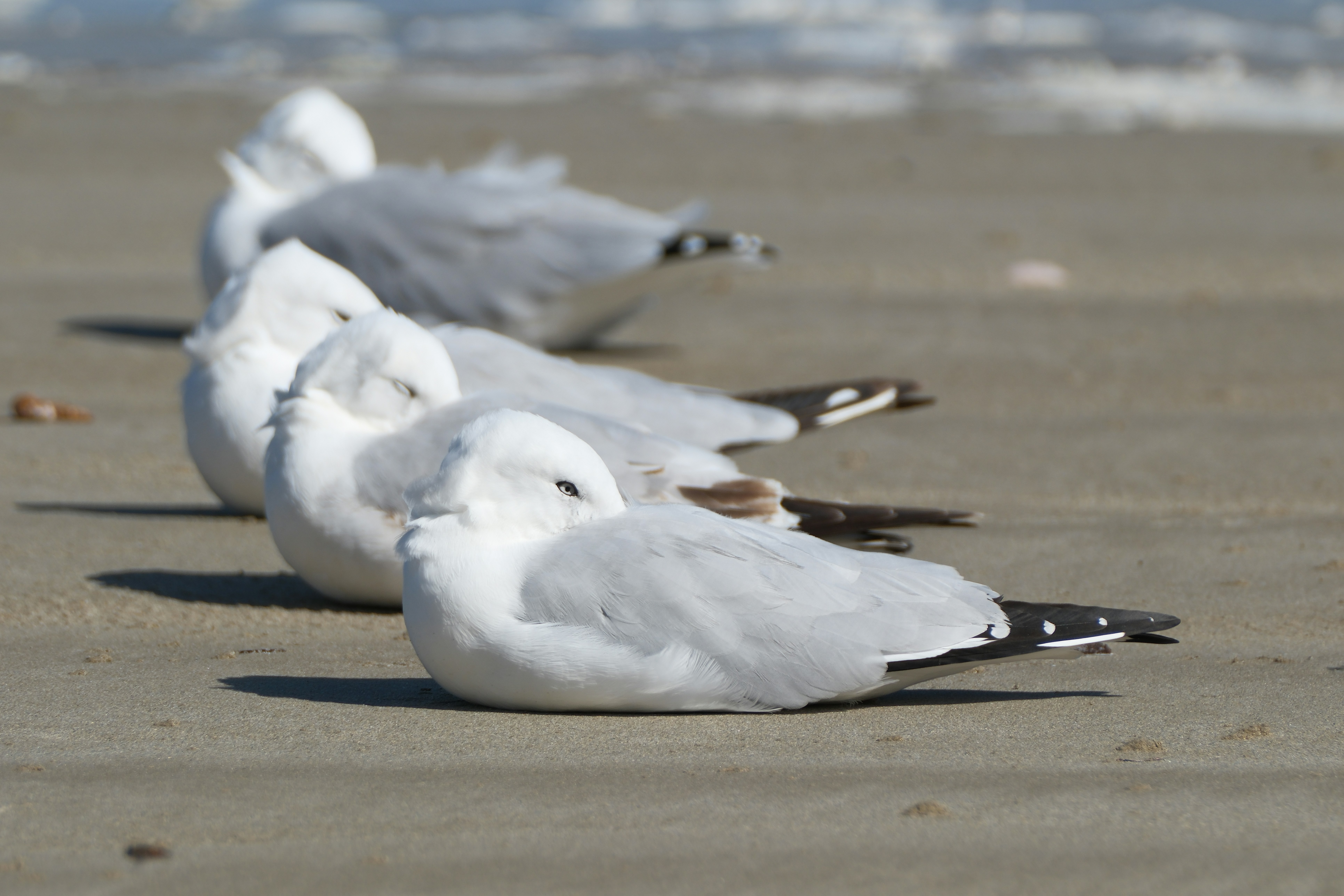 Line of Resting Gulls on a Shallow Beach