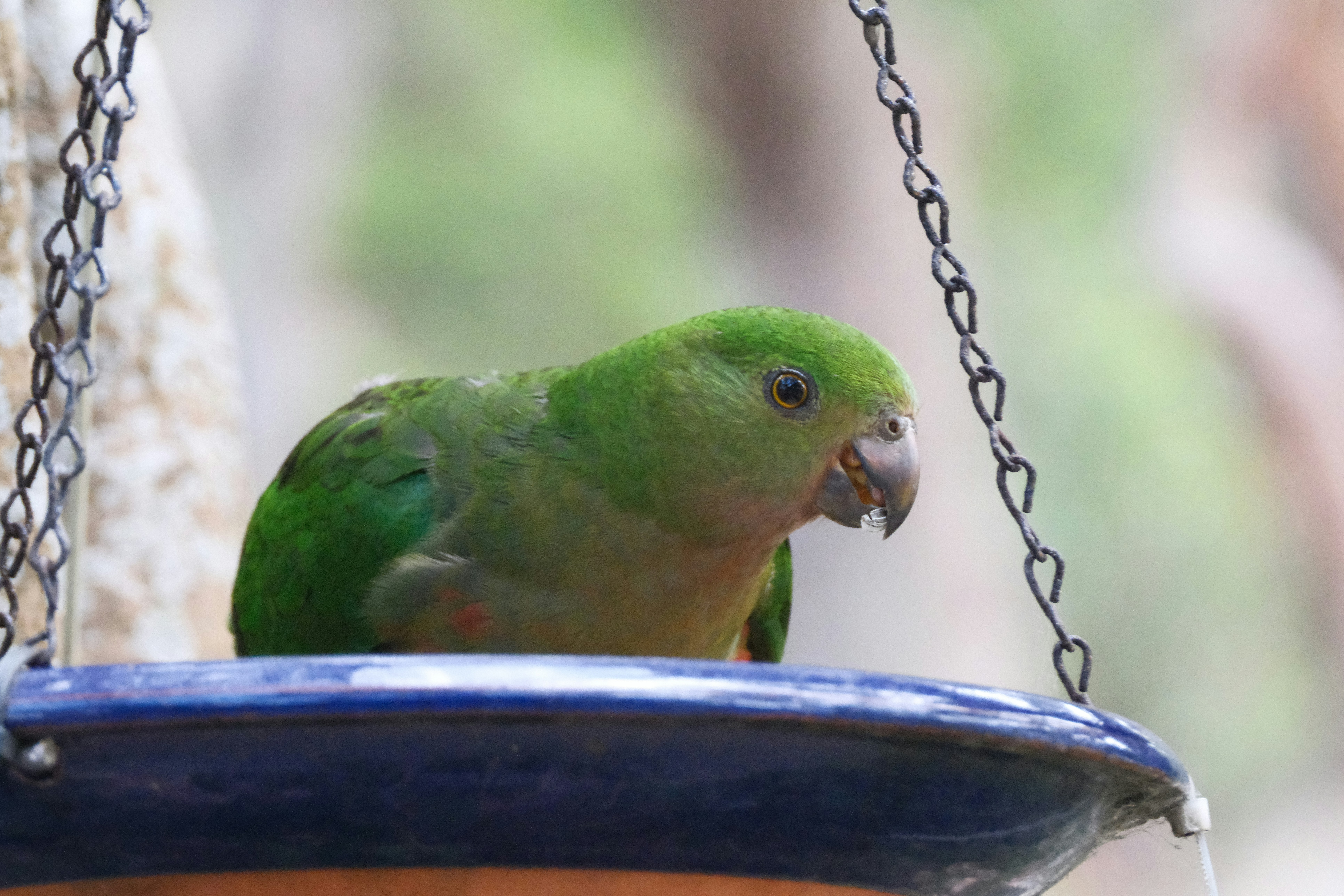 Emerald Beak: A Parrot at Rest on a Blue Swing