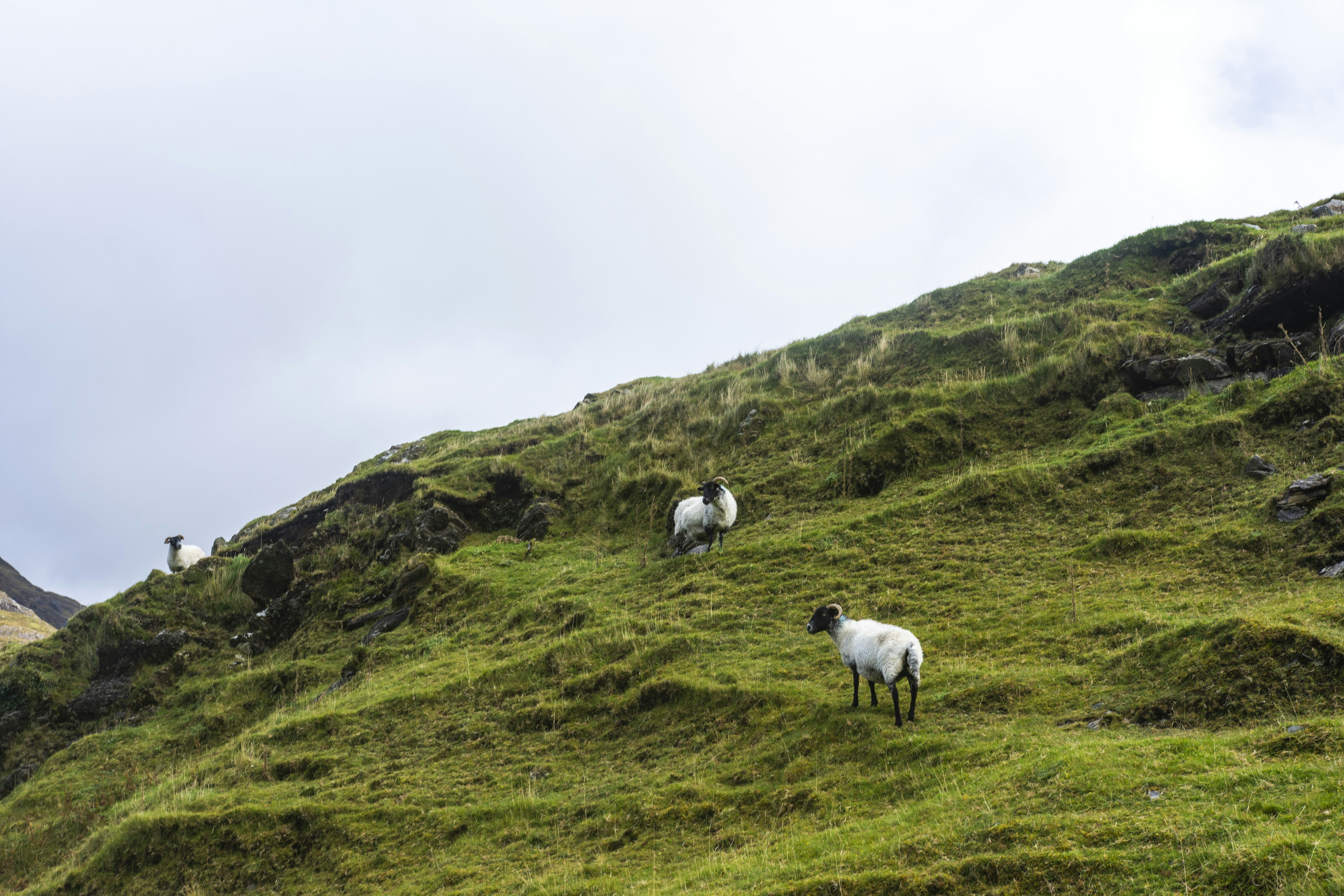 Sheep on the Sloped Moor: Quiet Green Ascent