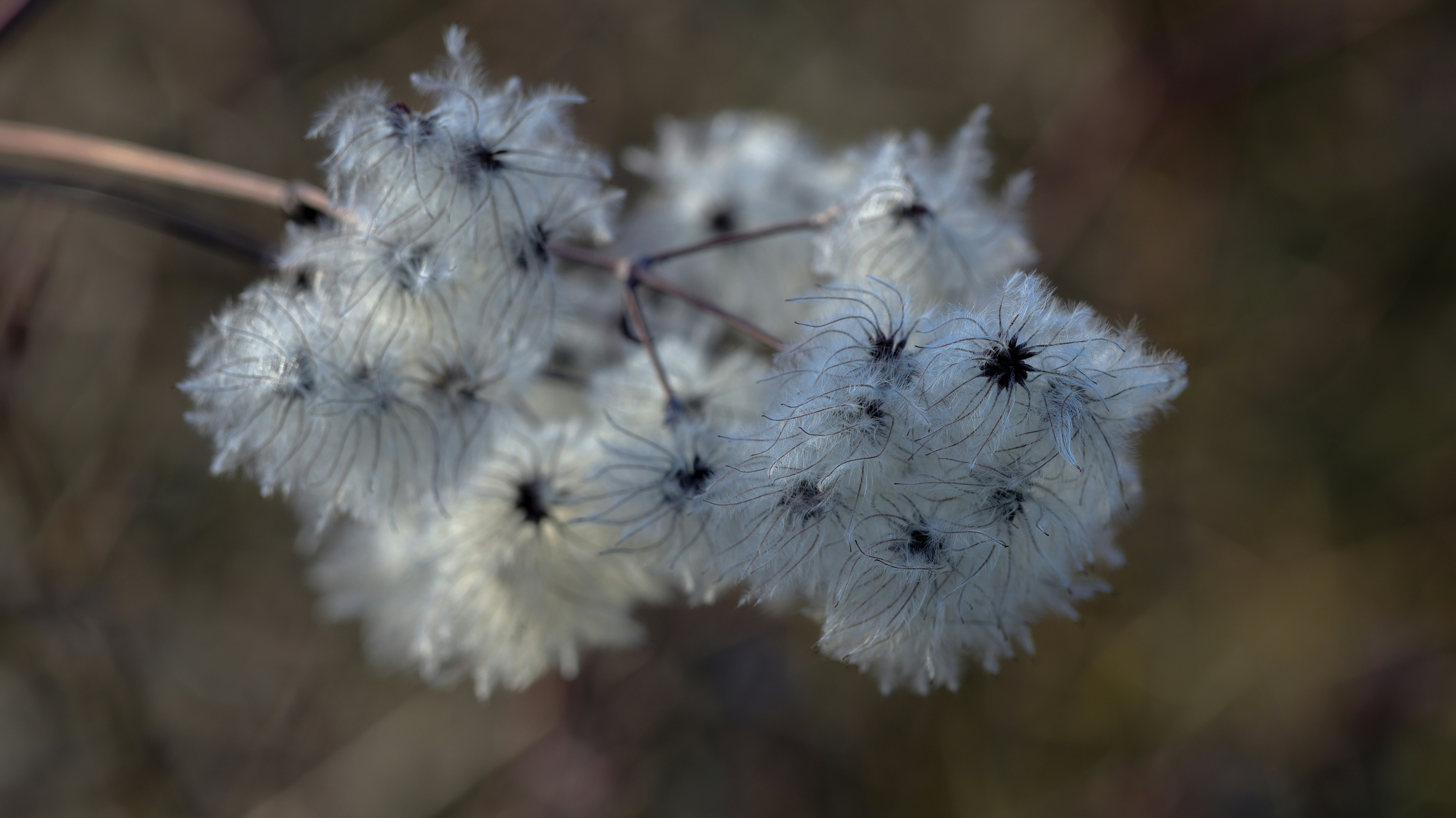 Snow-dusted seed heads in soft-focus bloom