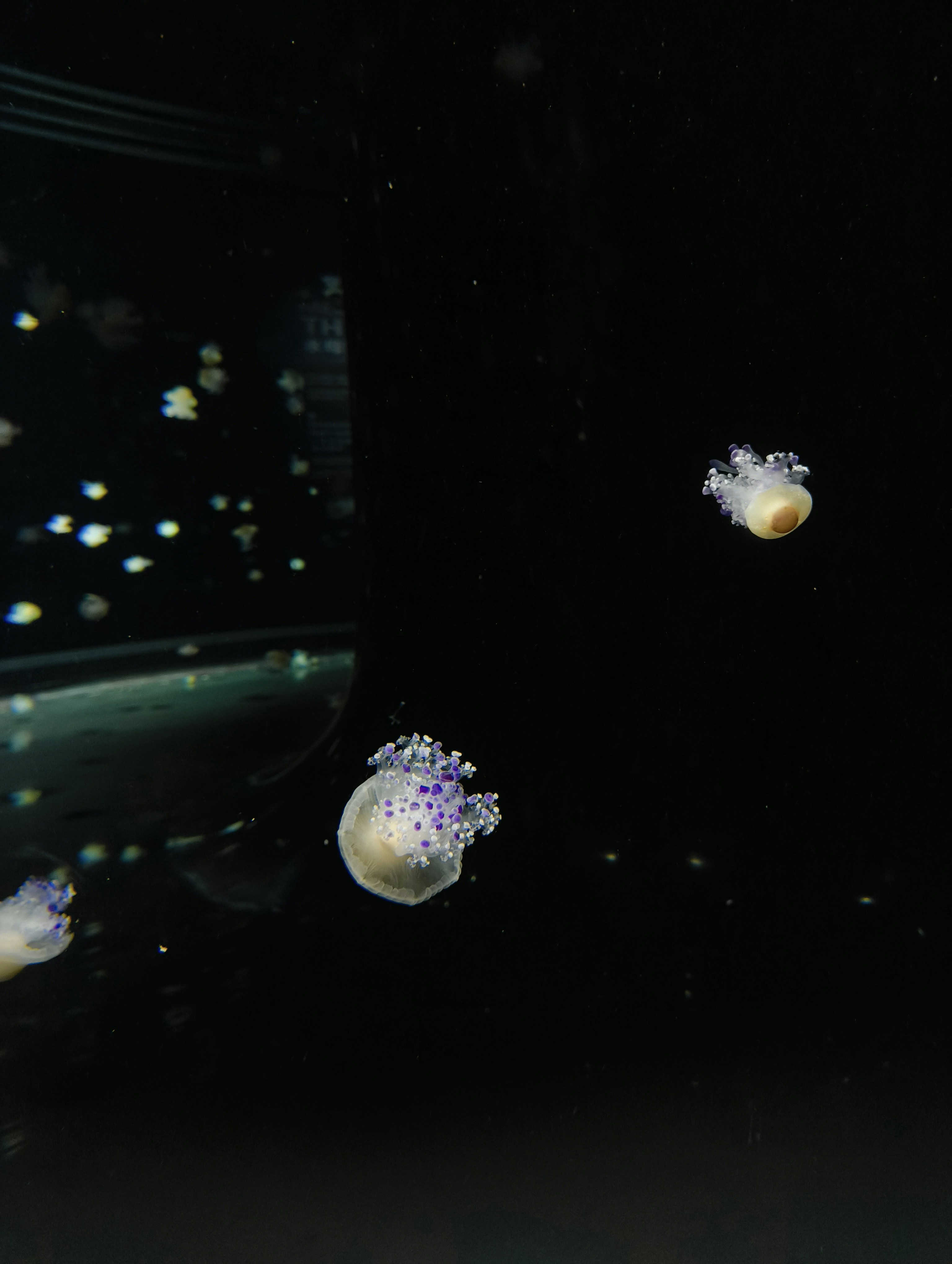 Small jellyfish float in dark water.