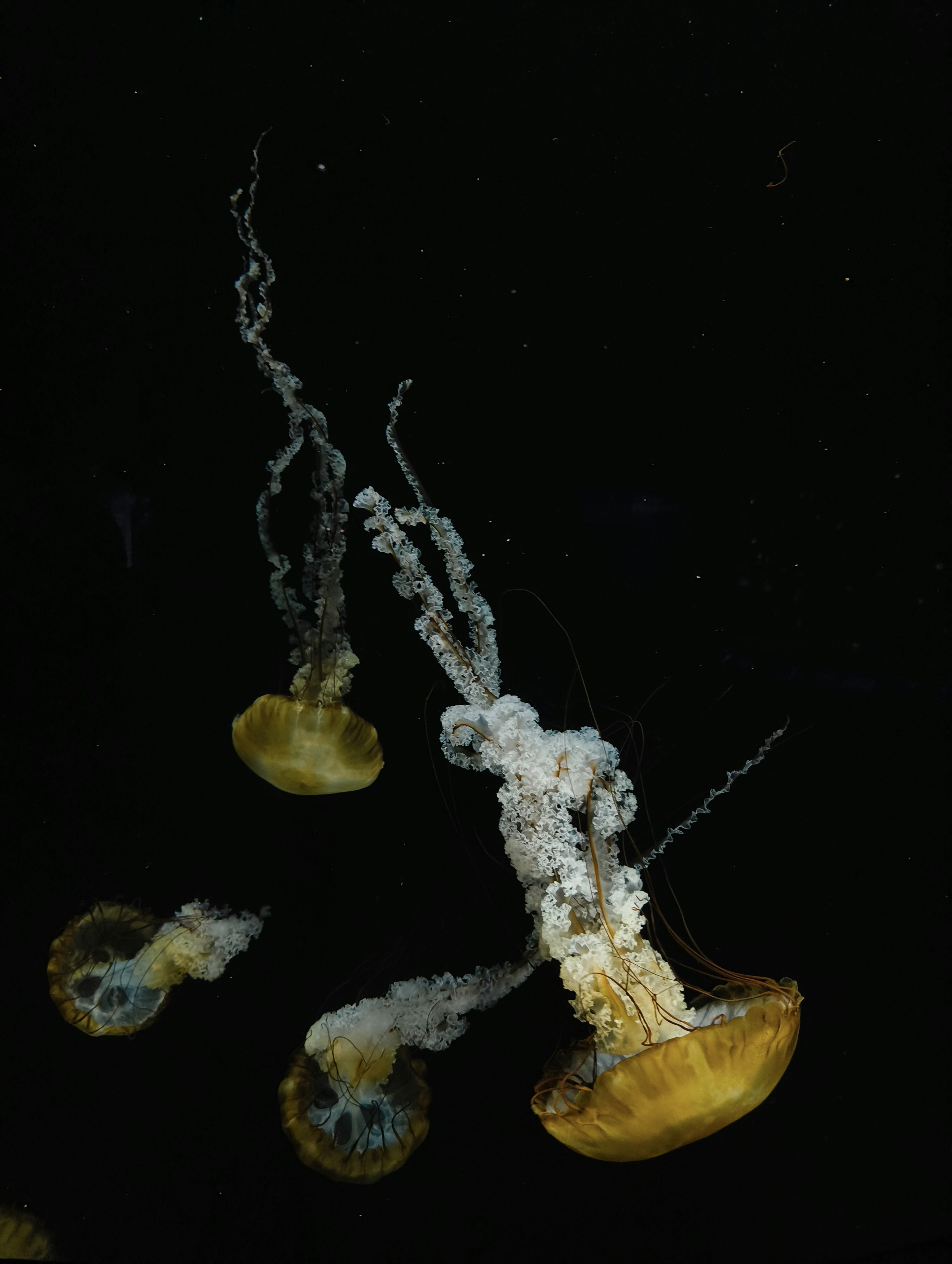 Several jellyfish drift in dark water