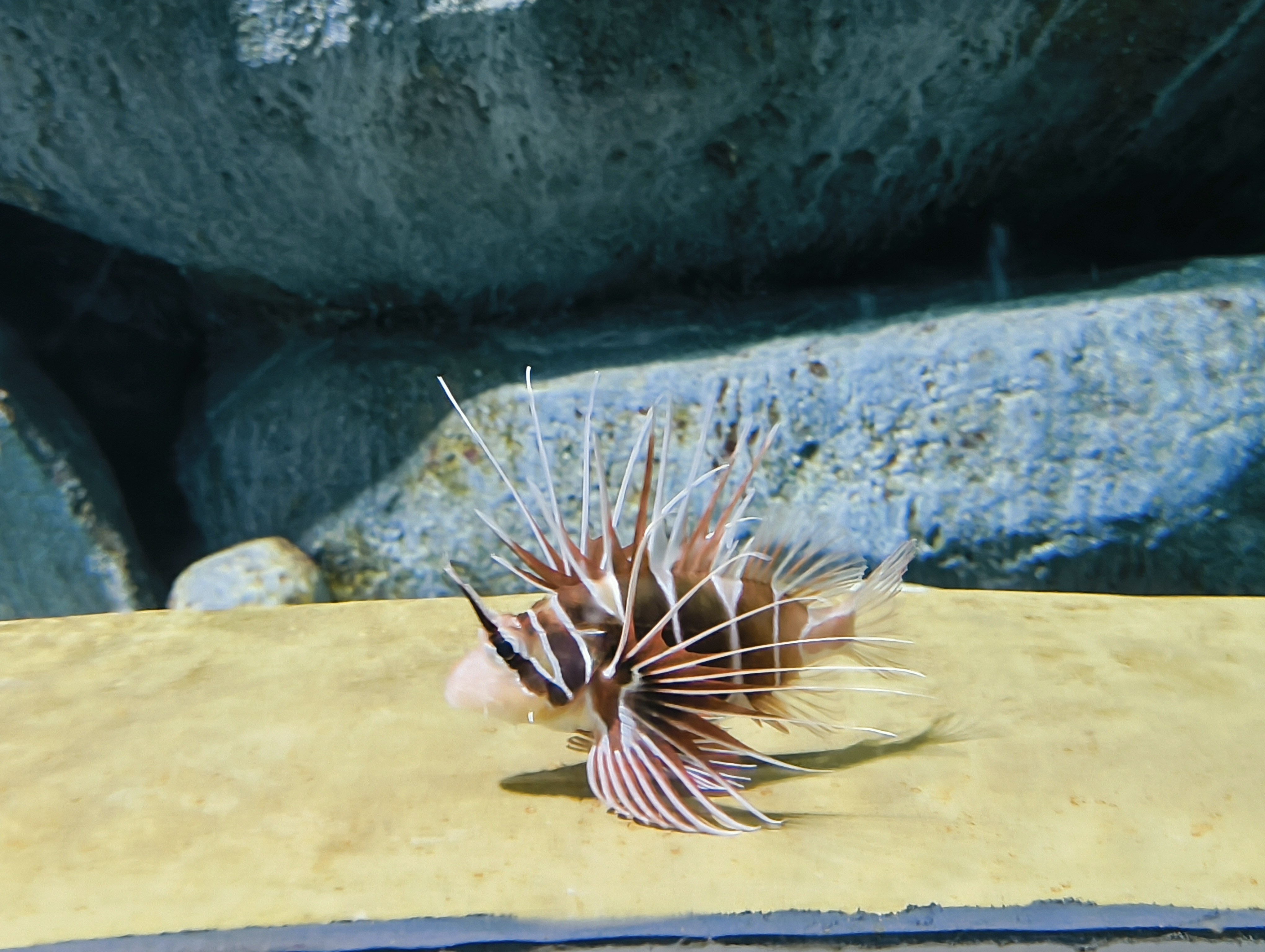 A lionfish swims near a rocky underwater cave.