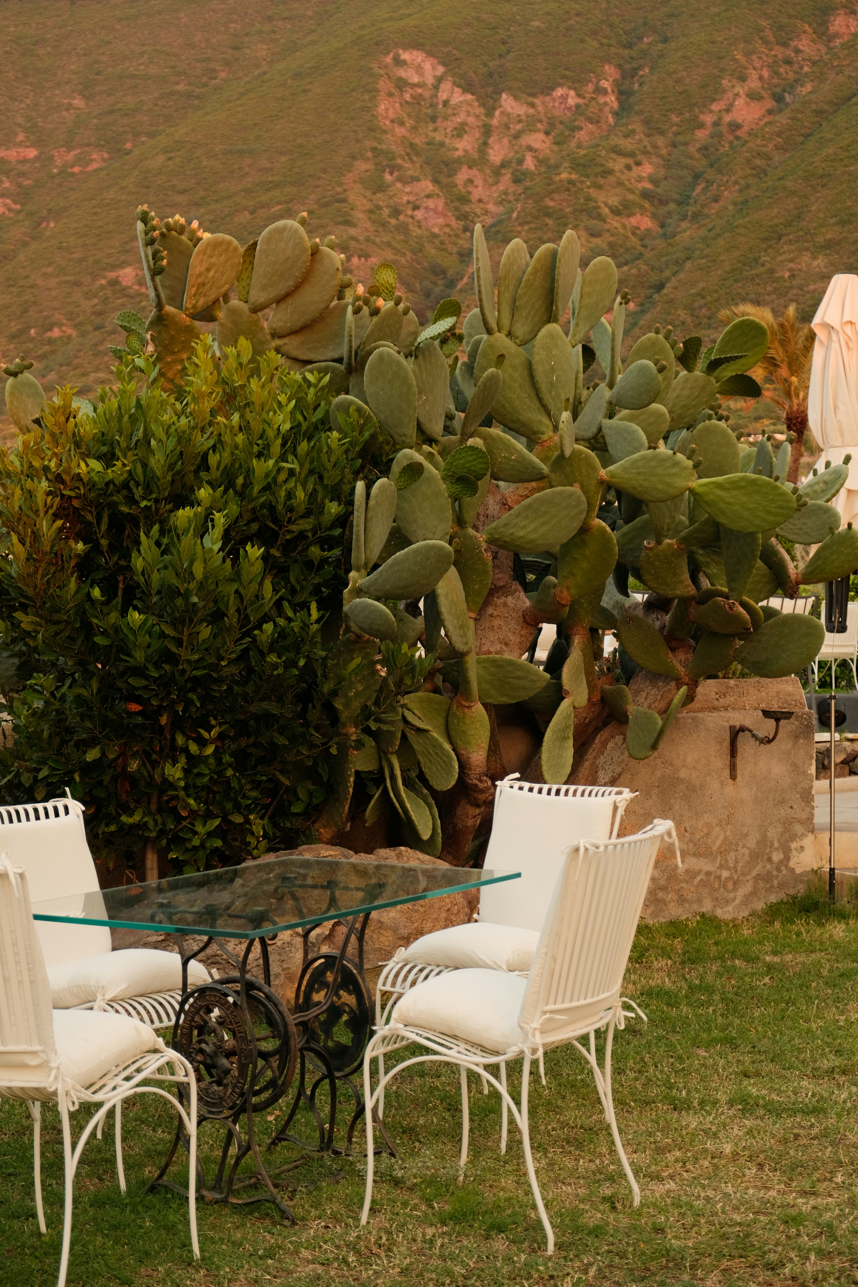 Sunlit Terrace Among Cacti