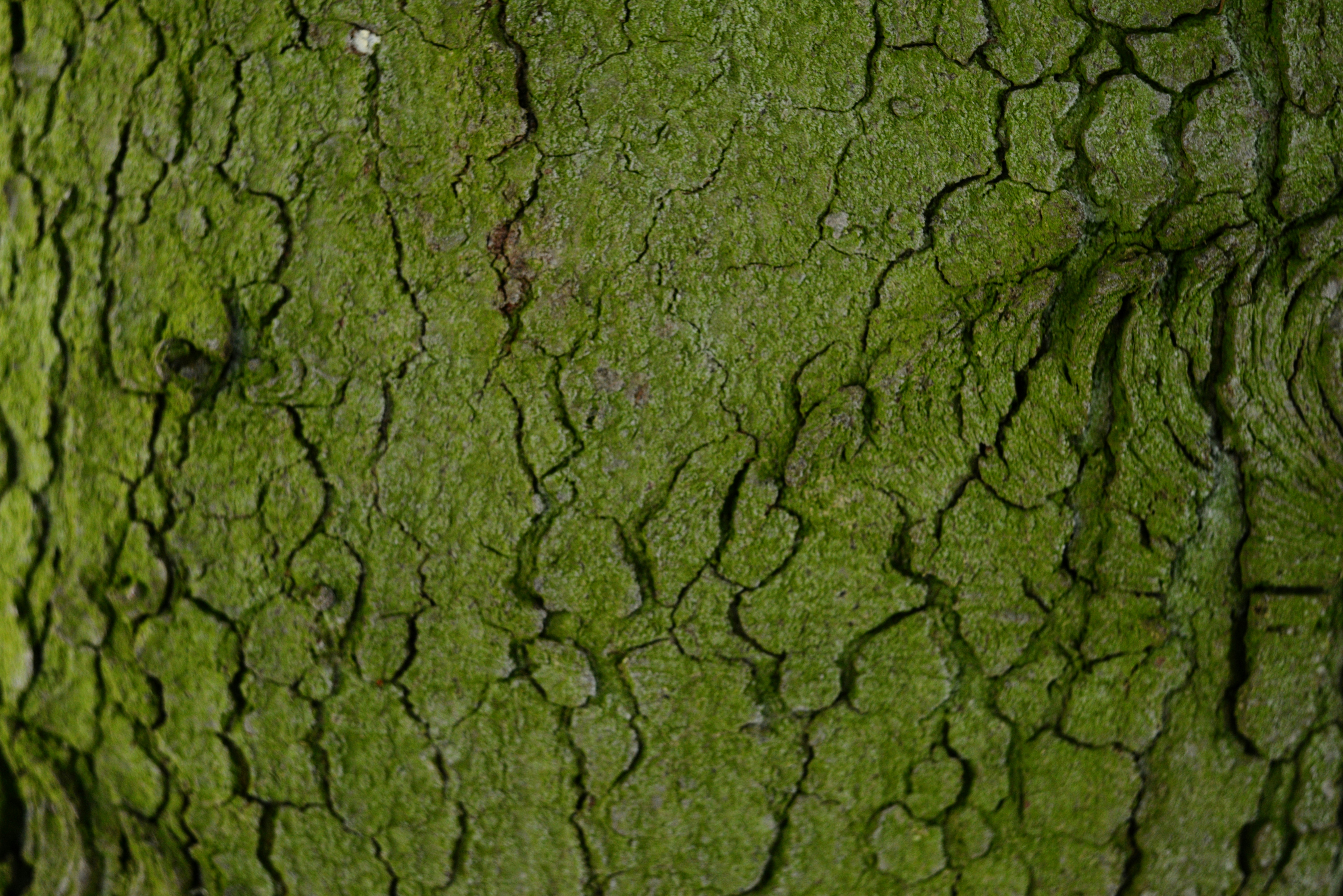 Mossy Bark Mosaic: Irregular Veins of Green
