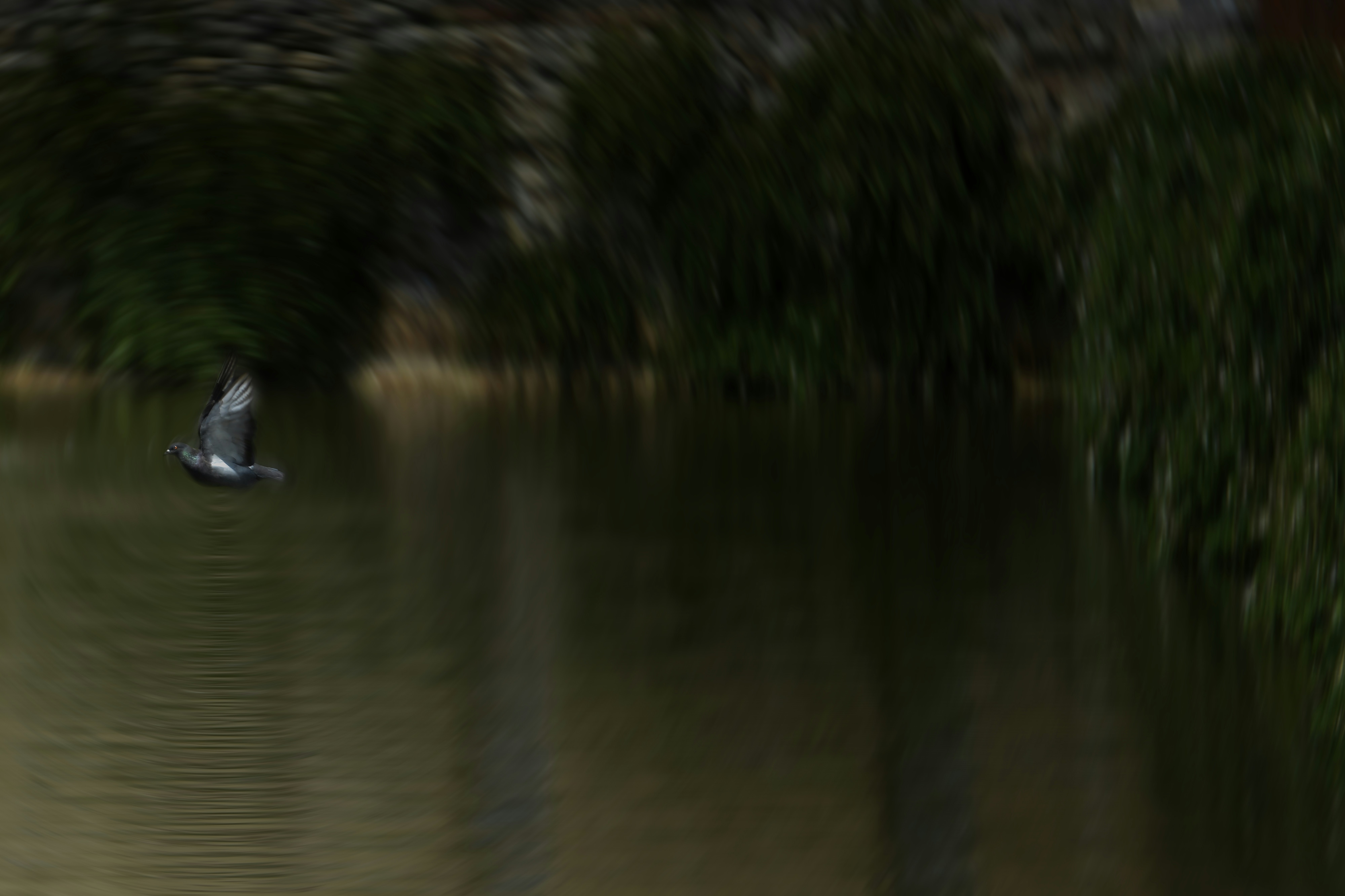 Hazy Lake Flight: A Single Bird Skims the Quiet Water