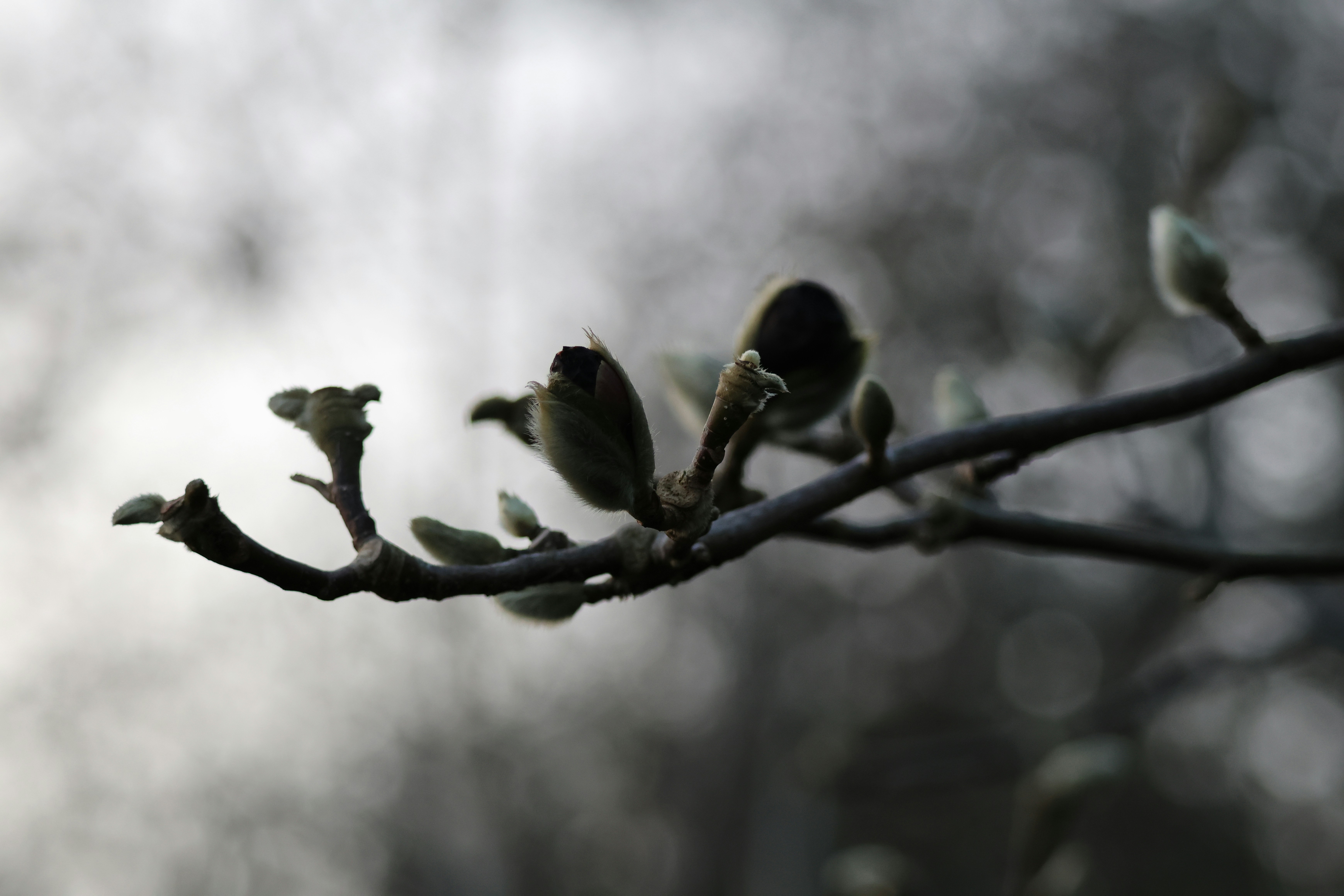 Tender Buds on a Winter Branch