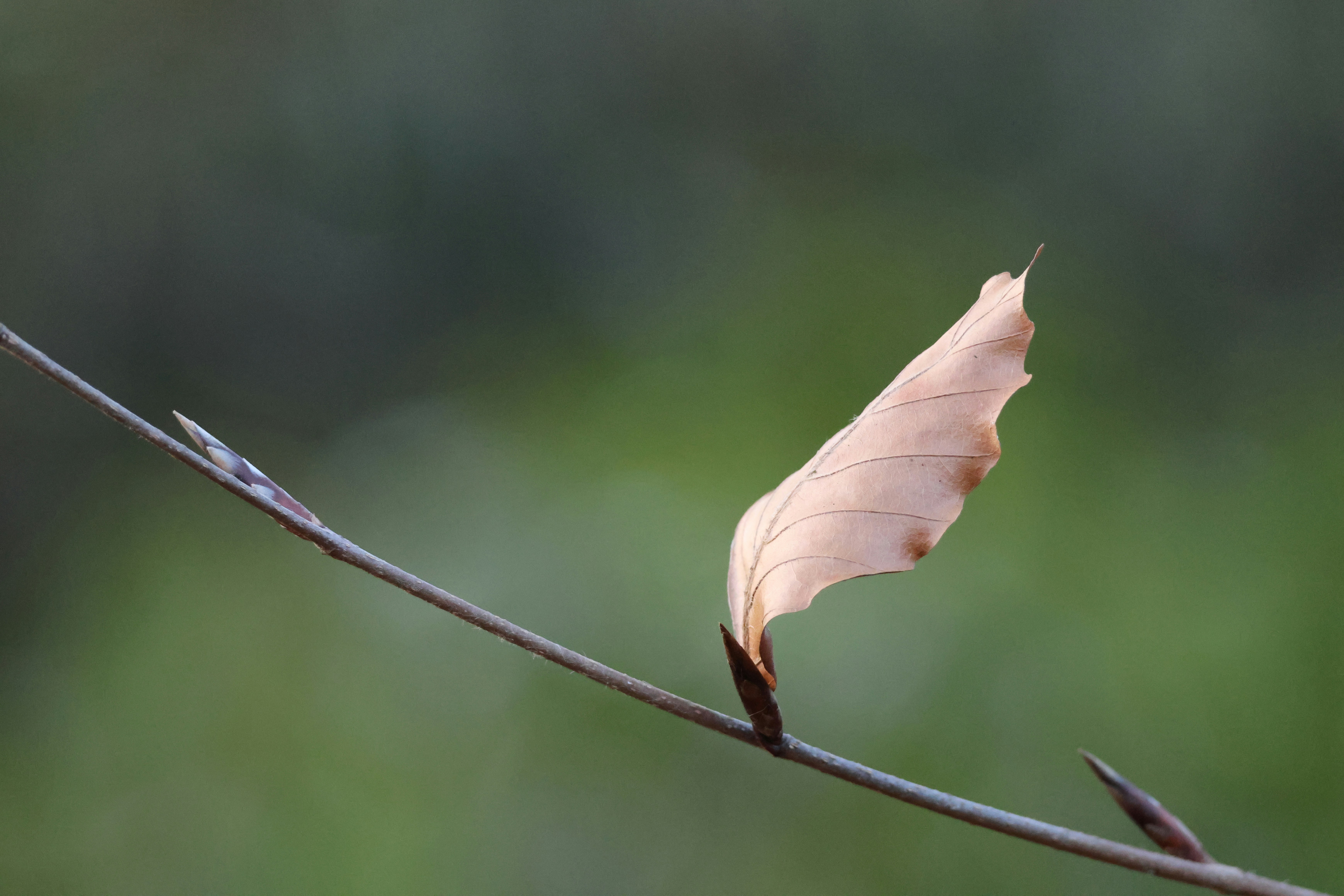 Lonely leaf at the end of a twig in soft greens