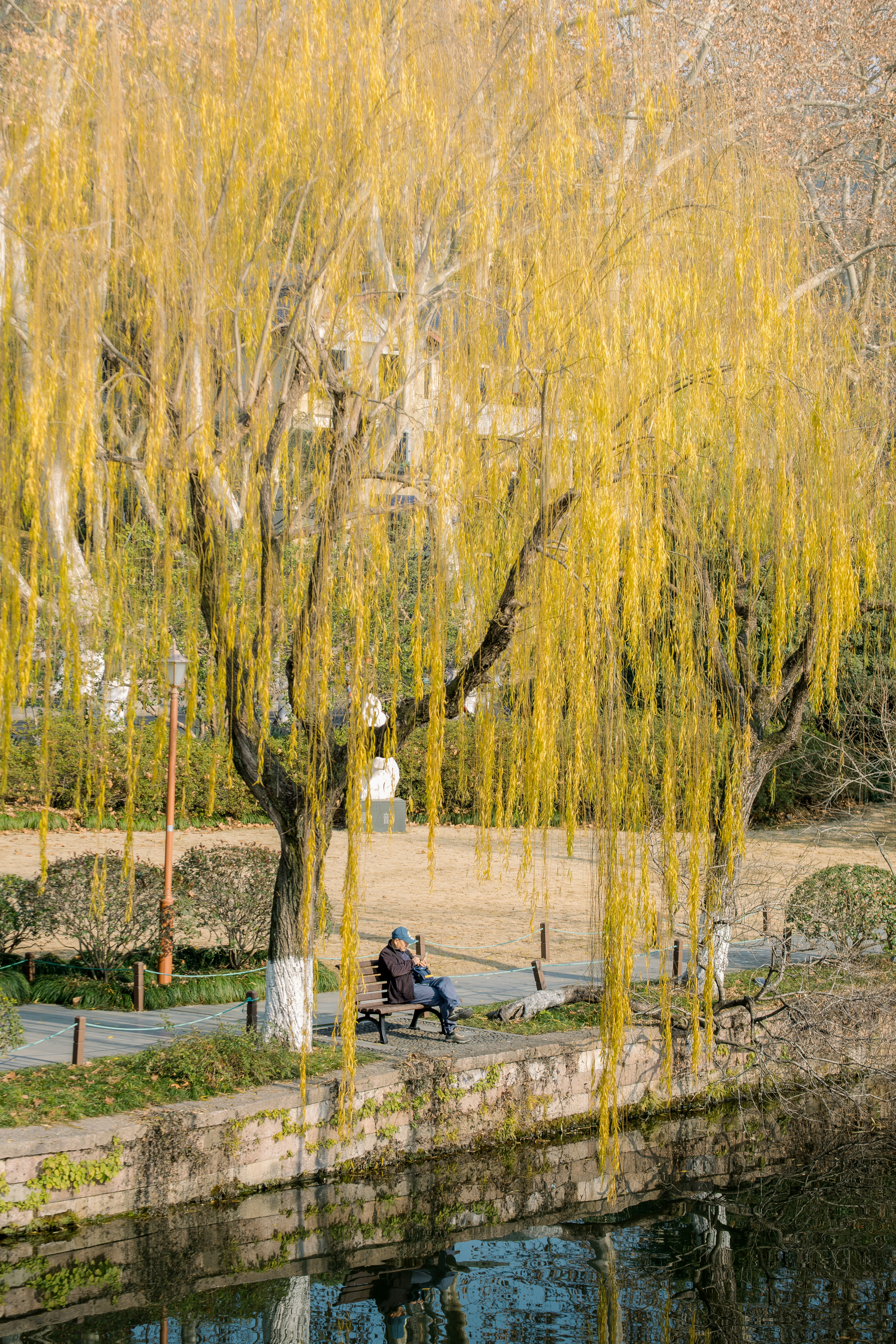 Weeping Veil: A Quiet Moment Beneath Golden Willows