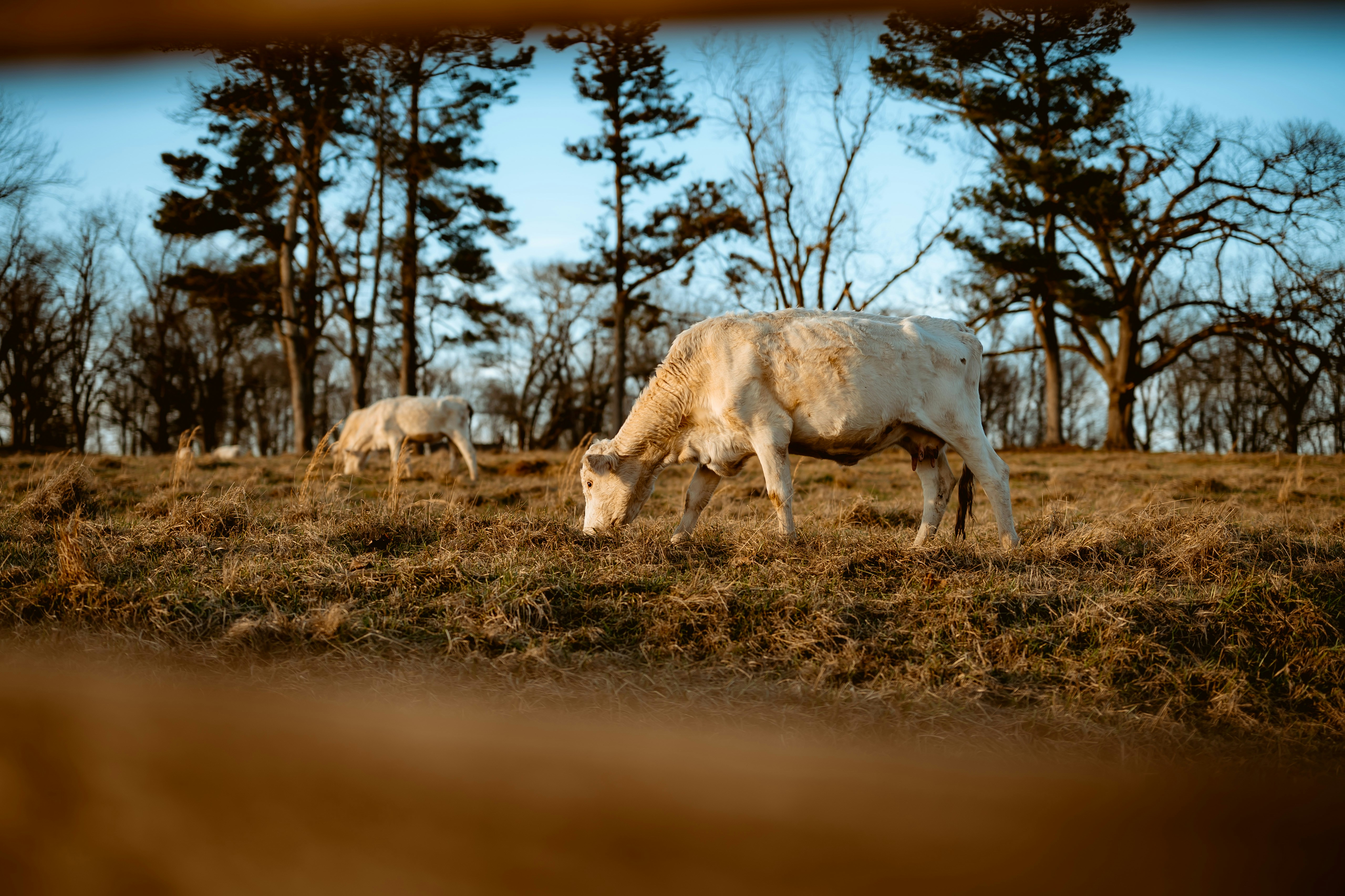 Pasture Gaze: Quiet Grazers at Golden Hour