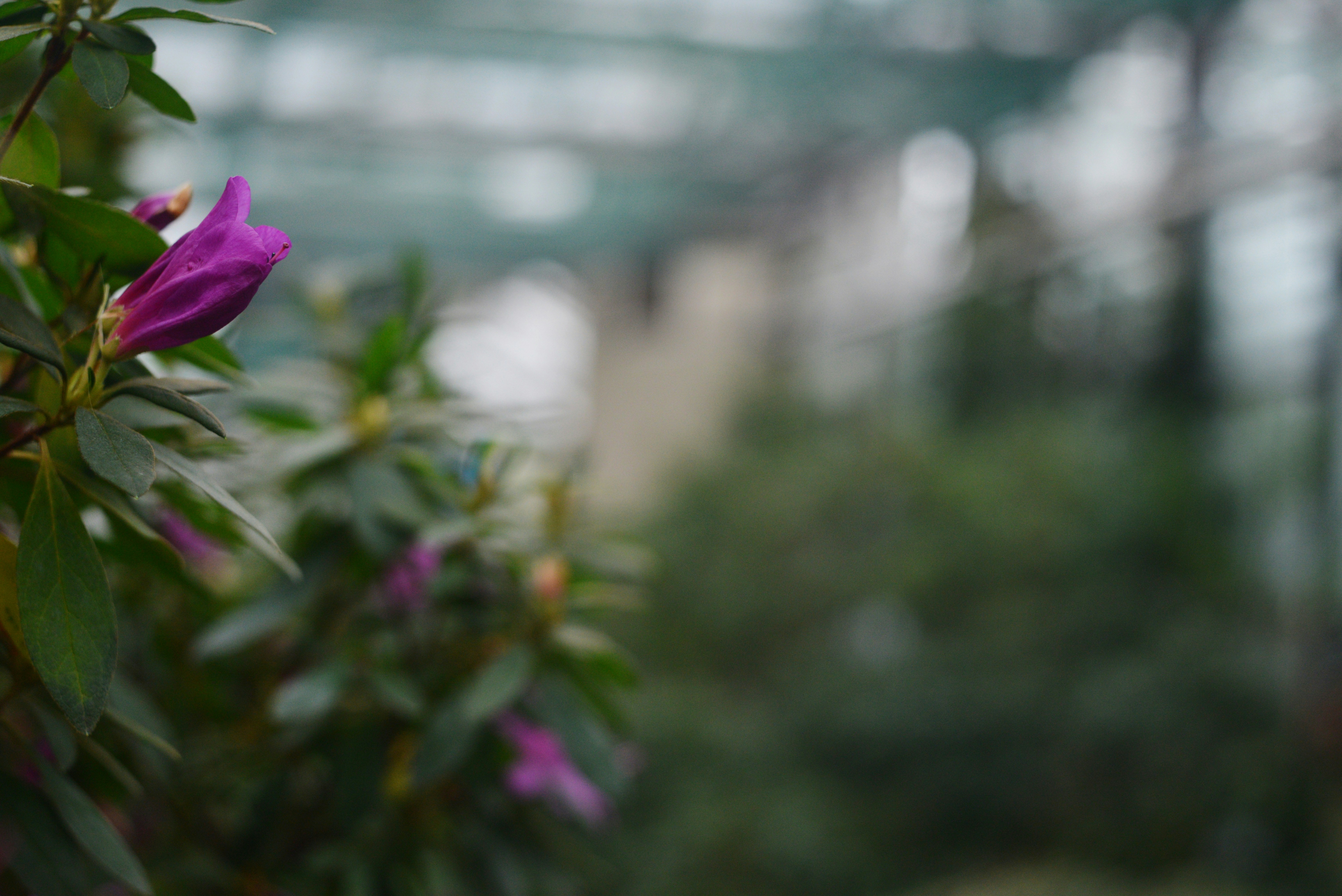 A Crimson Bloom Emerges from a Greenhouse Blur