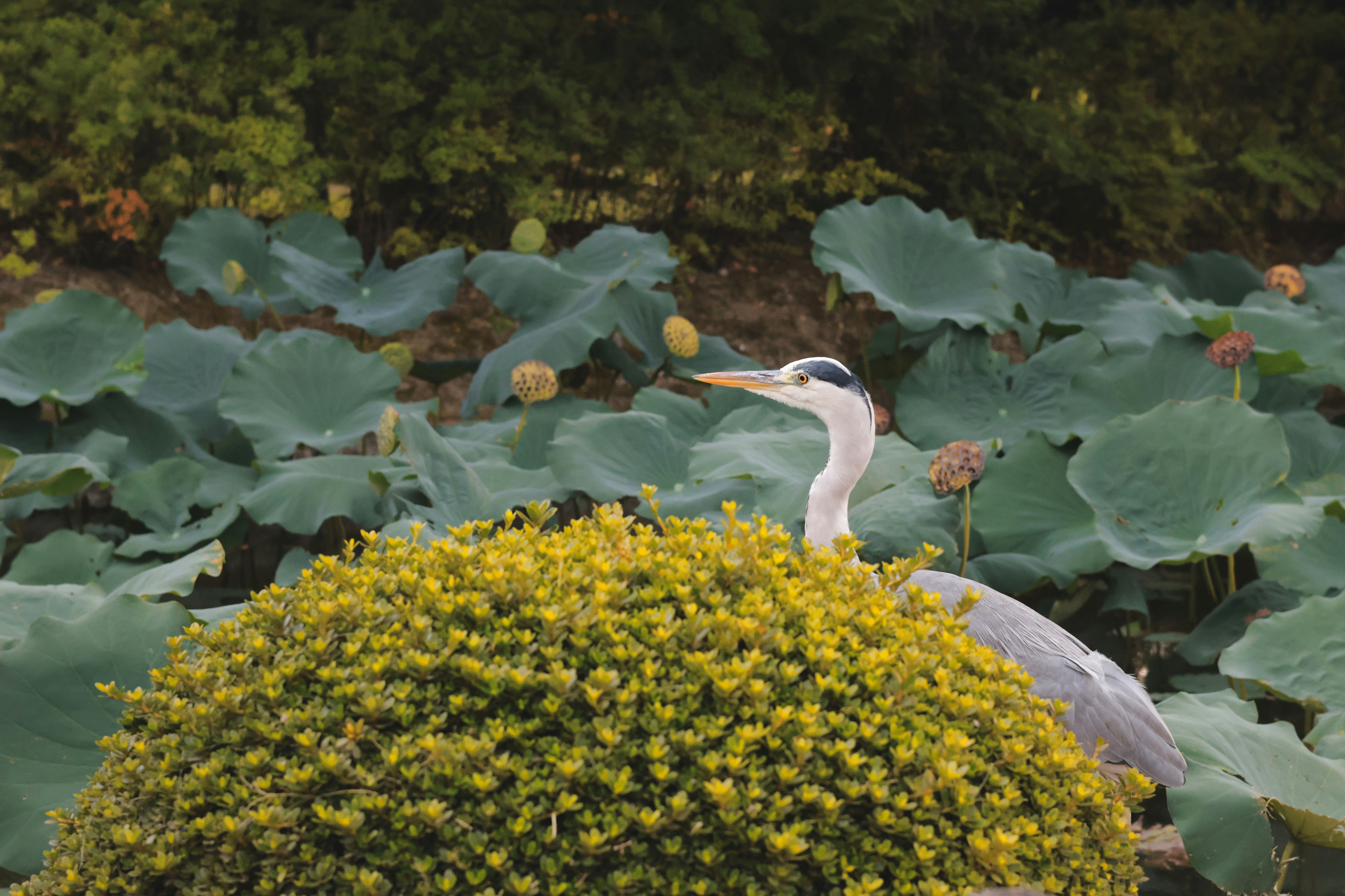 Heron Crowned by a Velvet Hedge in a Surreal Garden