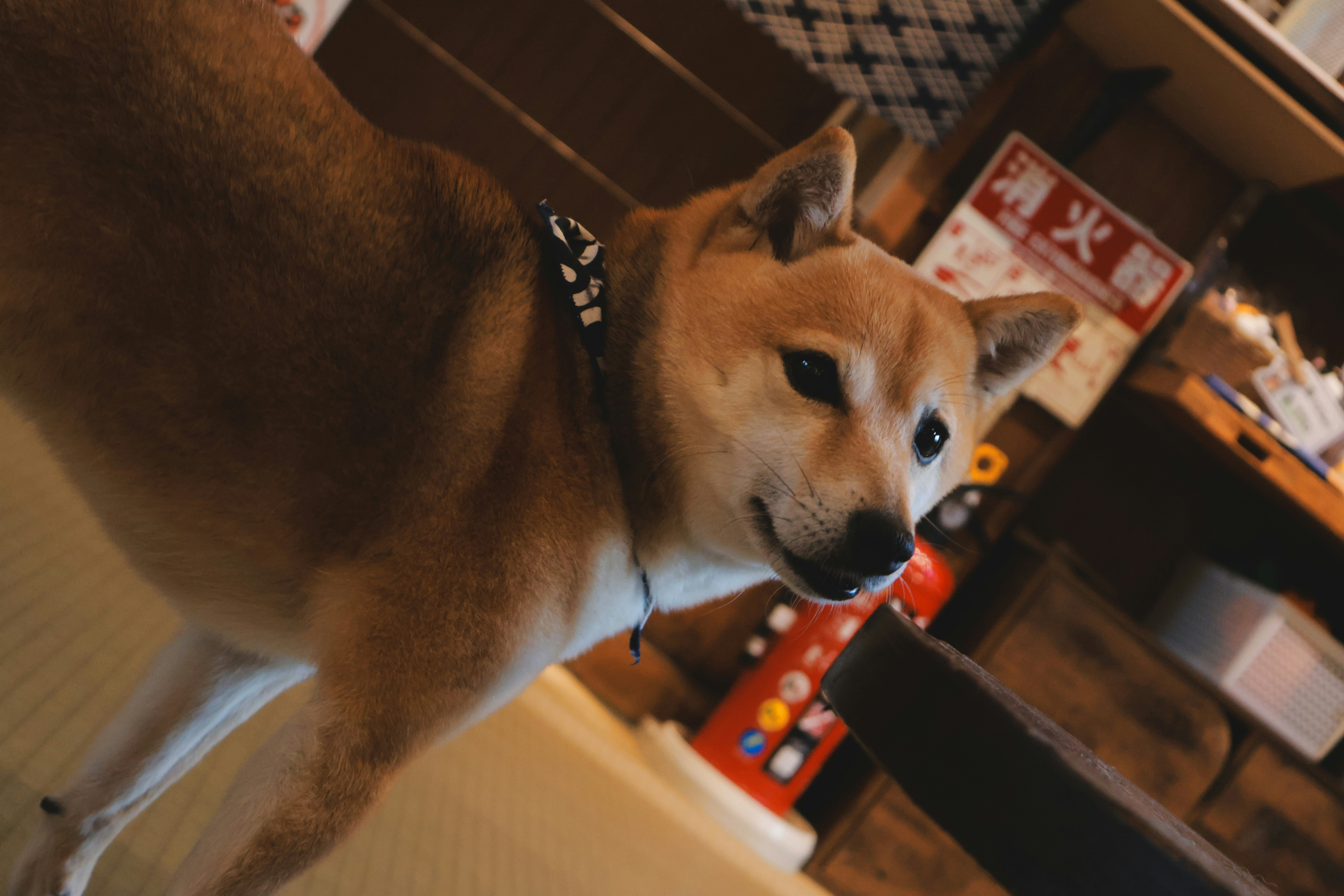 Curious Shiba in a Cozy Corner