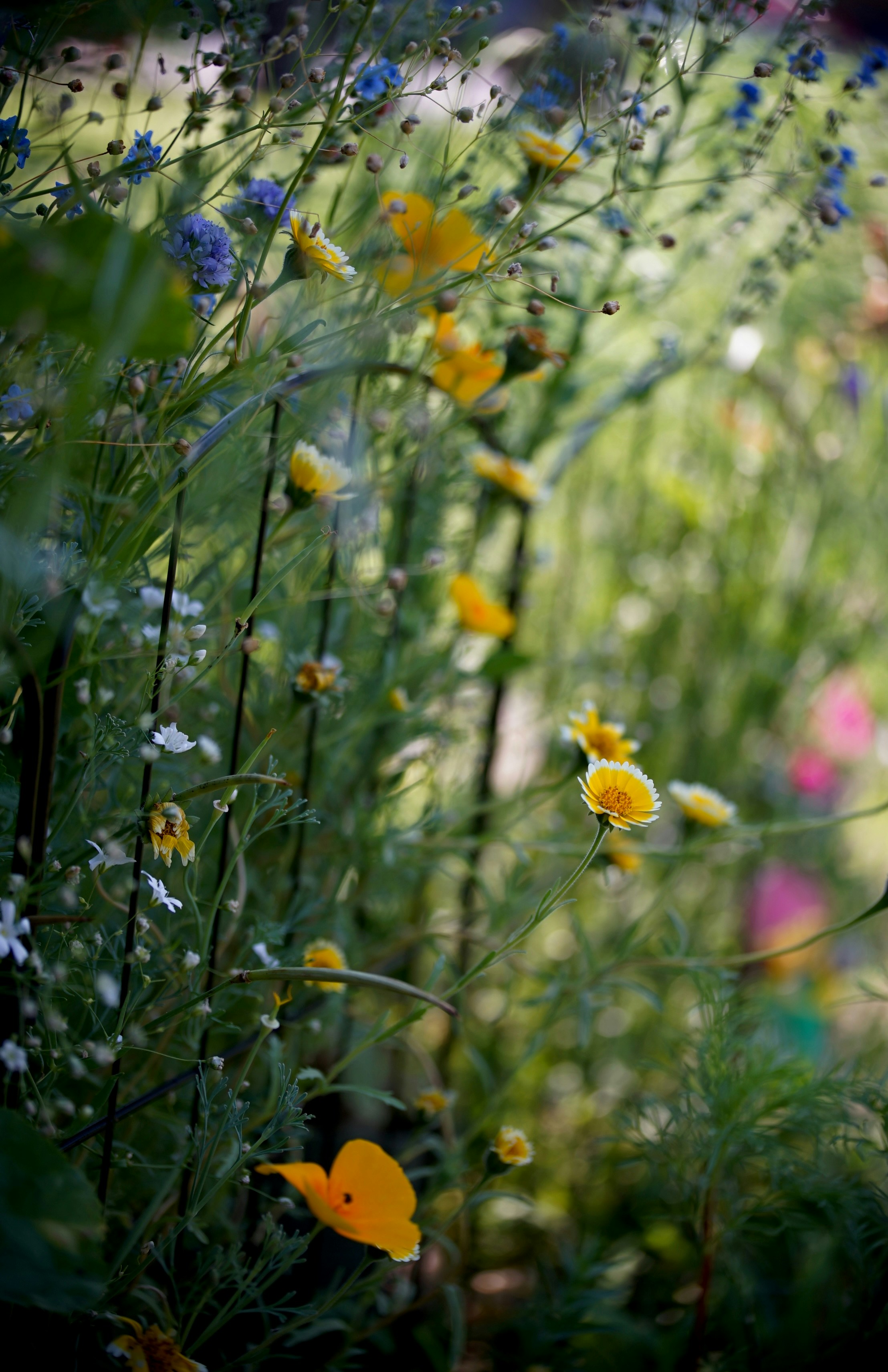 Sunny Meadow of Golden and Violet Blooms