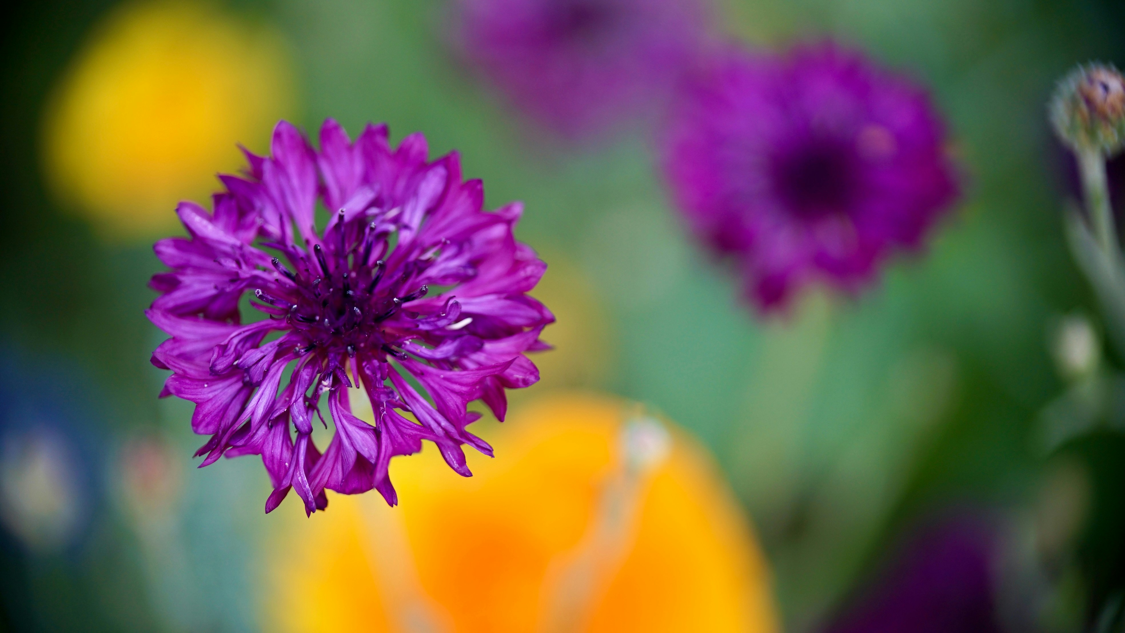 Purple Auftone: A Close-Up Bloom in a Vivid Garden
