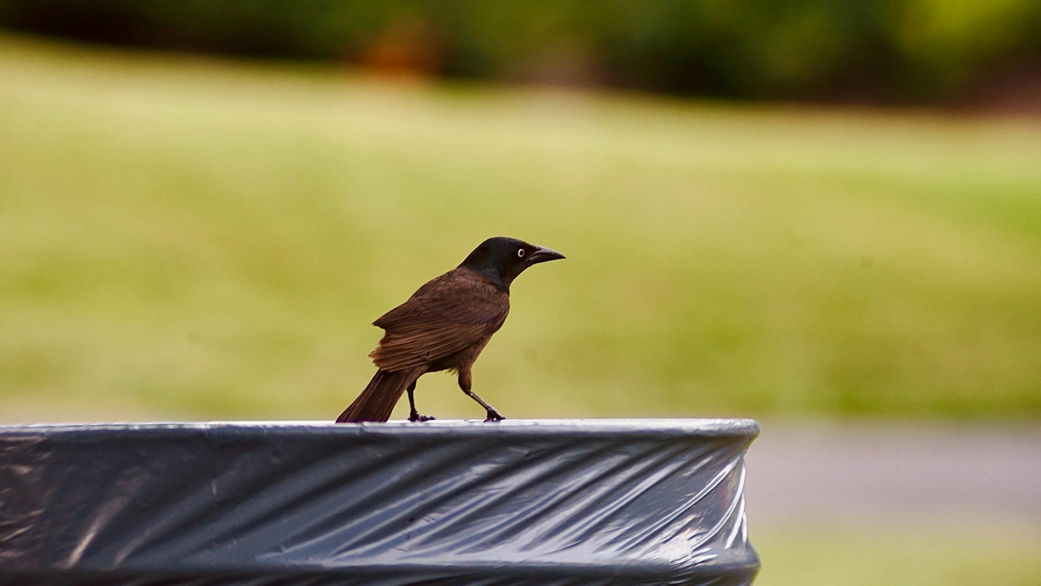 A Lone Dark-Brown Bird Perches on a Park Trash Can