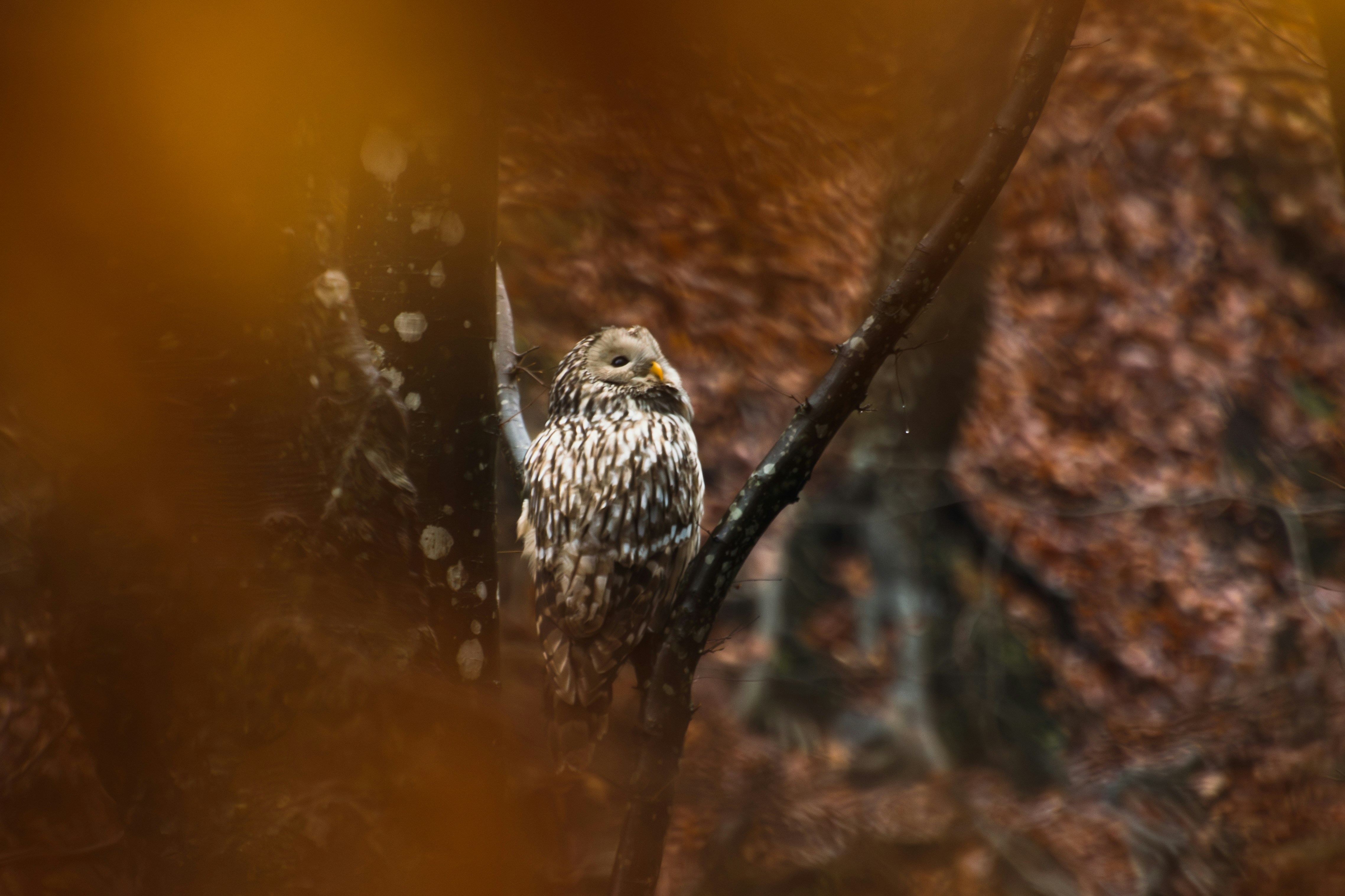 Stippled Warbler Portrait Amid Autumn Foliage