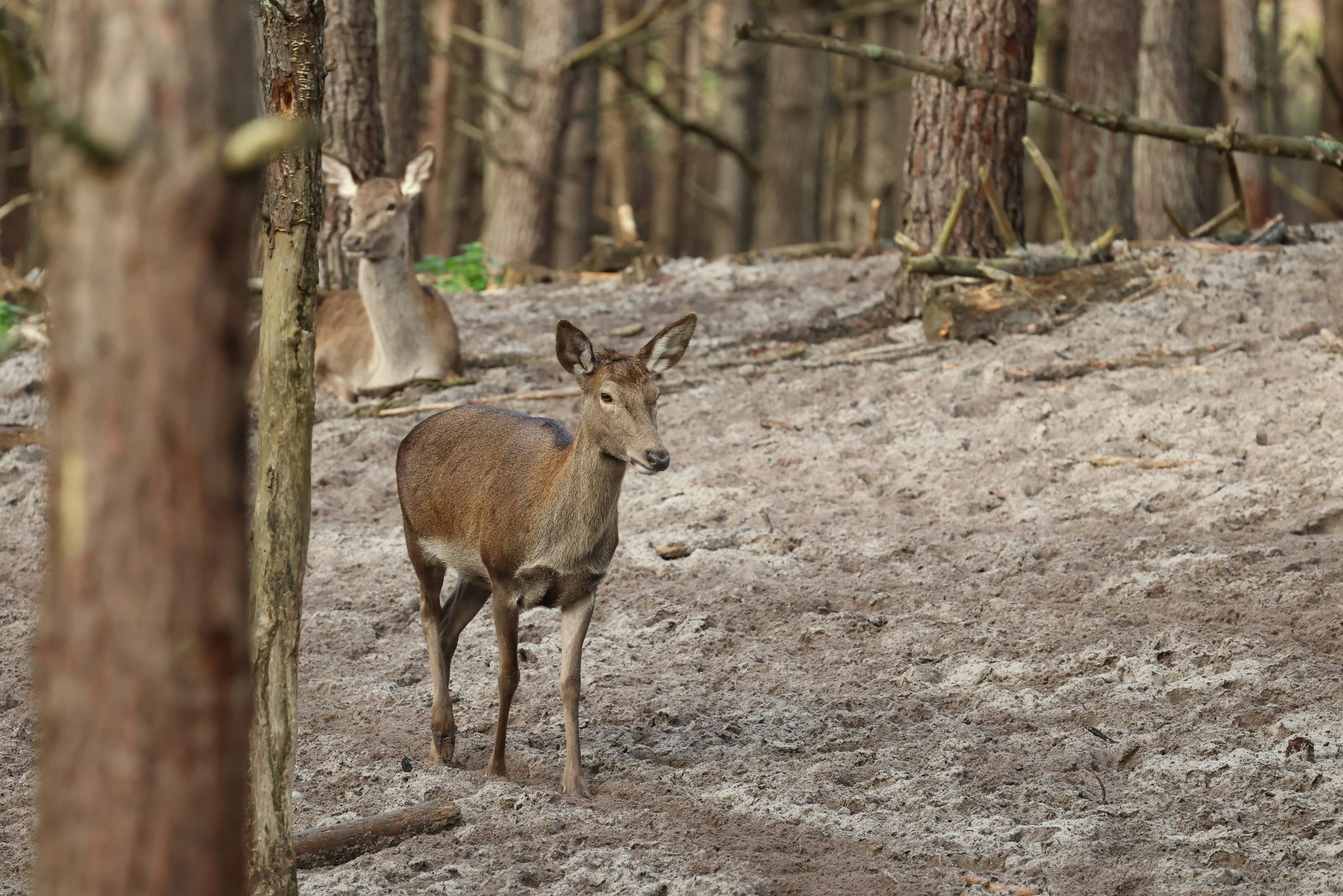 Forest Path: A Pair of Fawns Ambushing the Morning Light