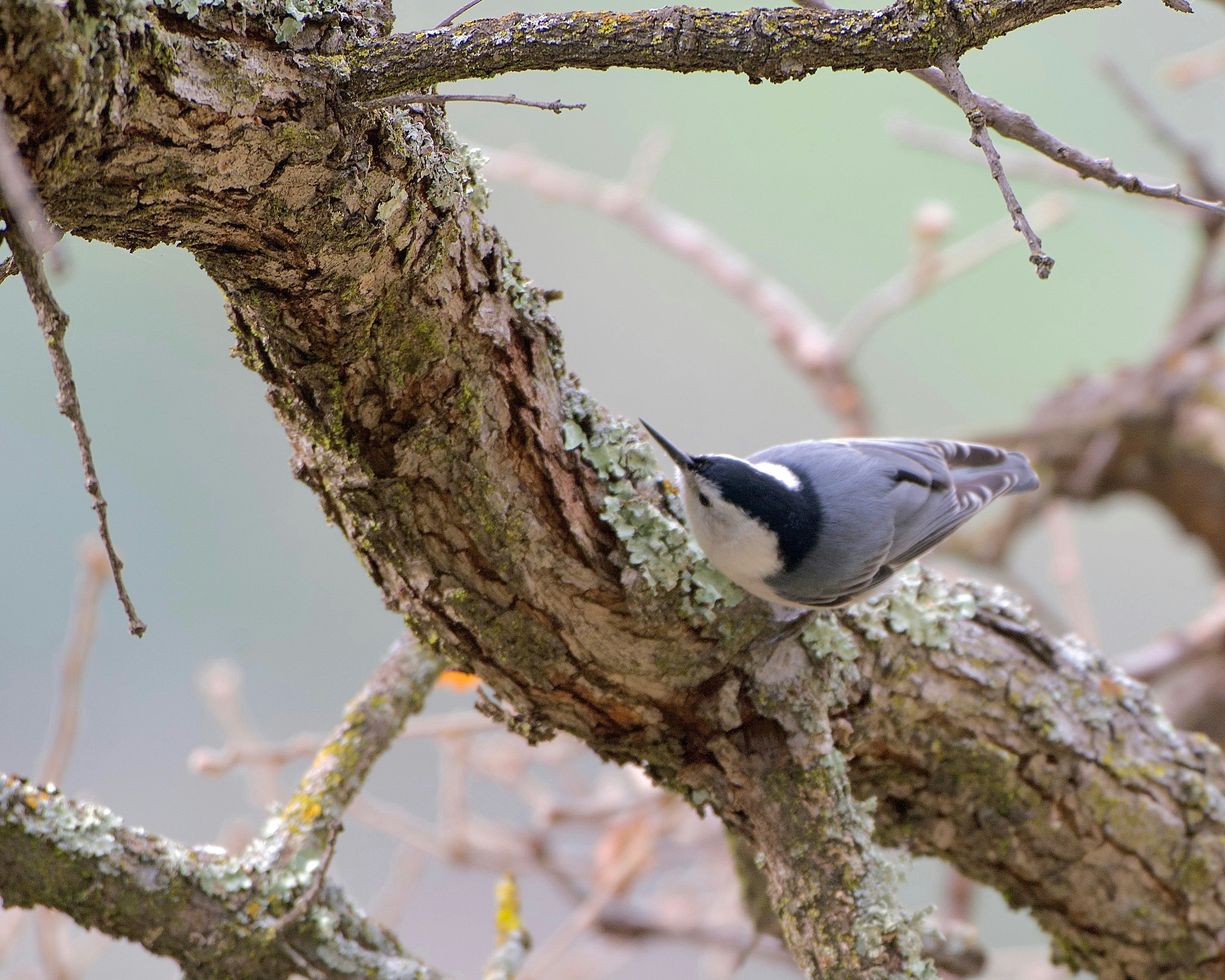 Black-capped Tit on Weathered Branch
