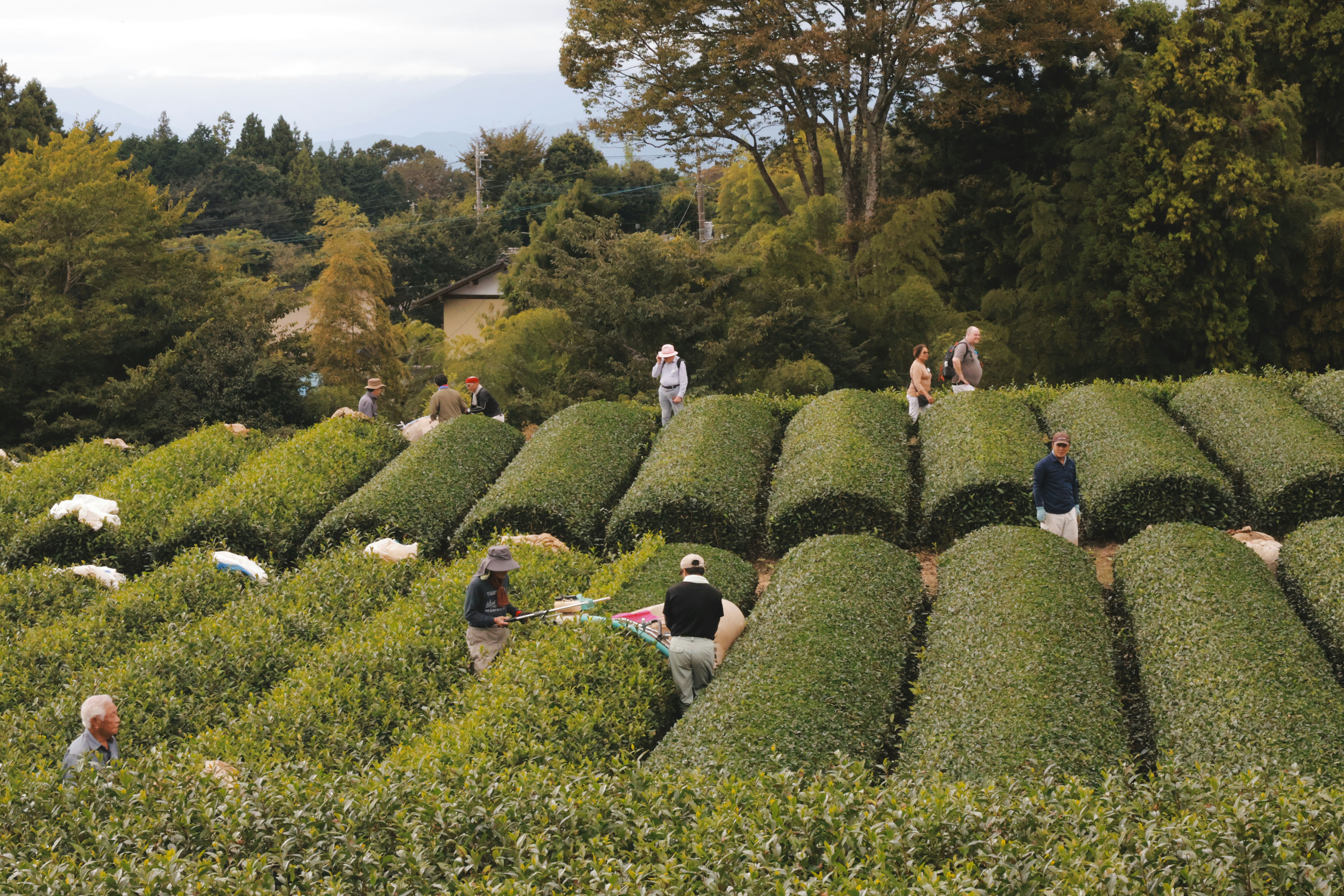 Rows of Tea Workers on a Gentle Slope