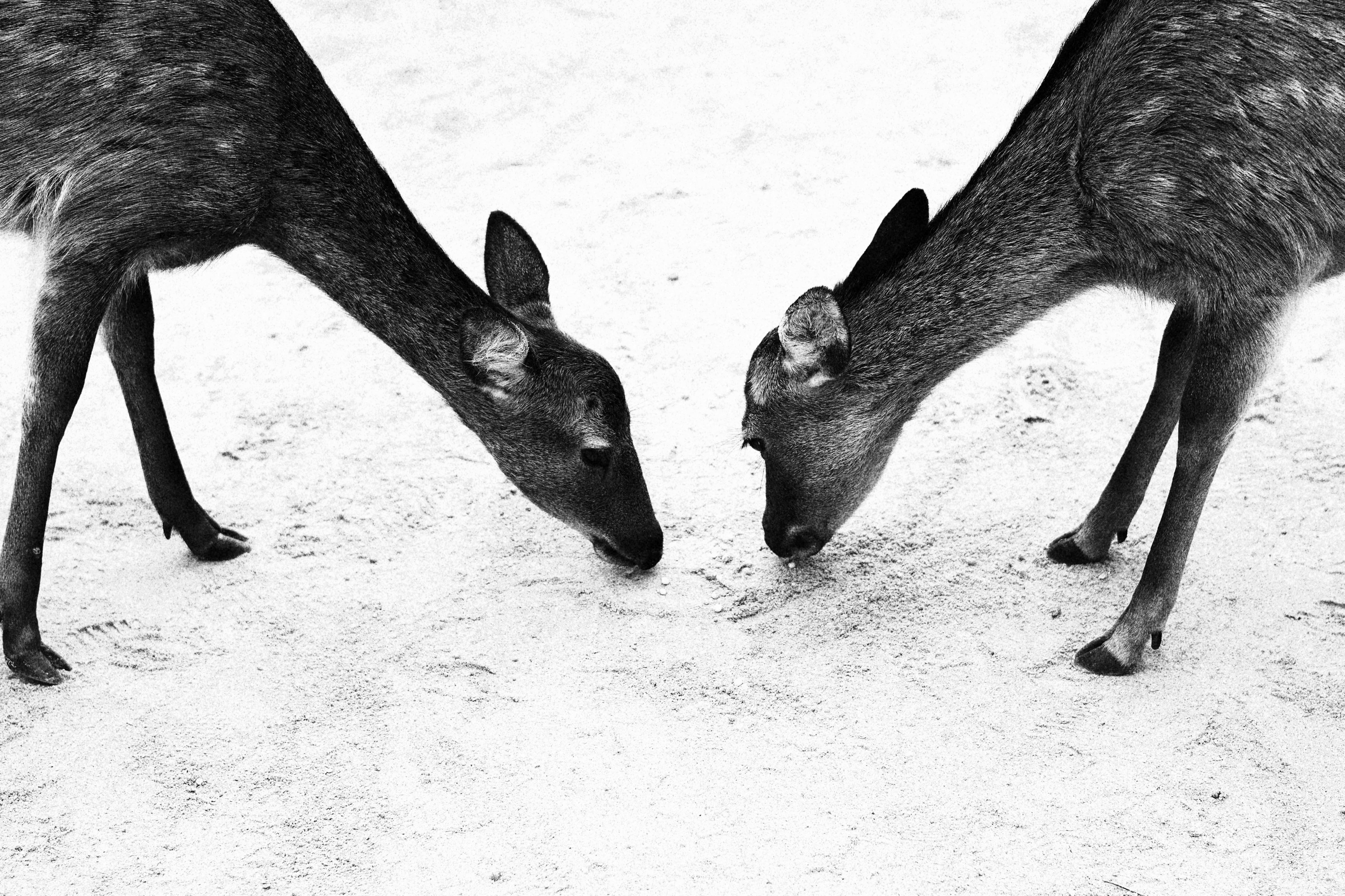 Symmetric Stare: Dual Grazing on a Dusty Stage