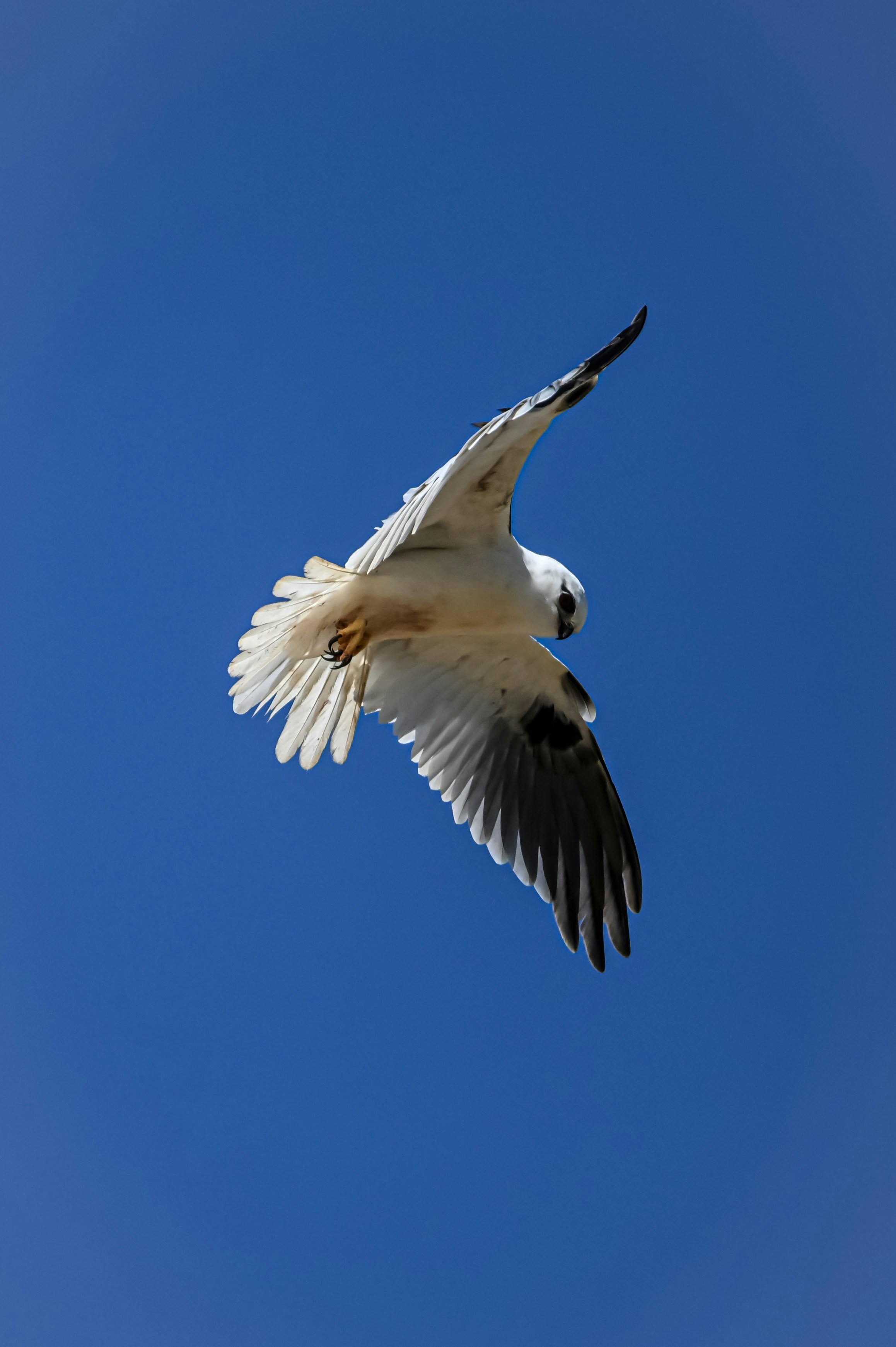 Soaring White Gull Against a Clear Blue Canvas