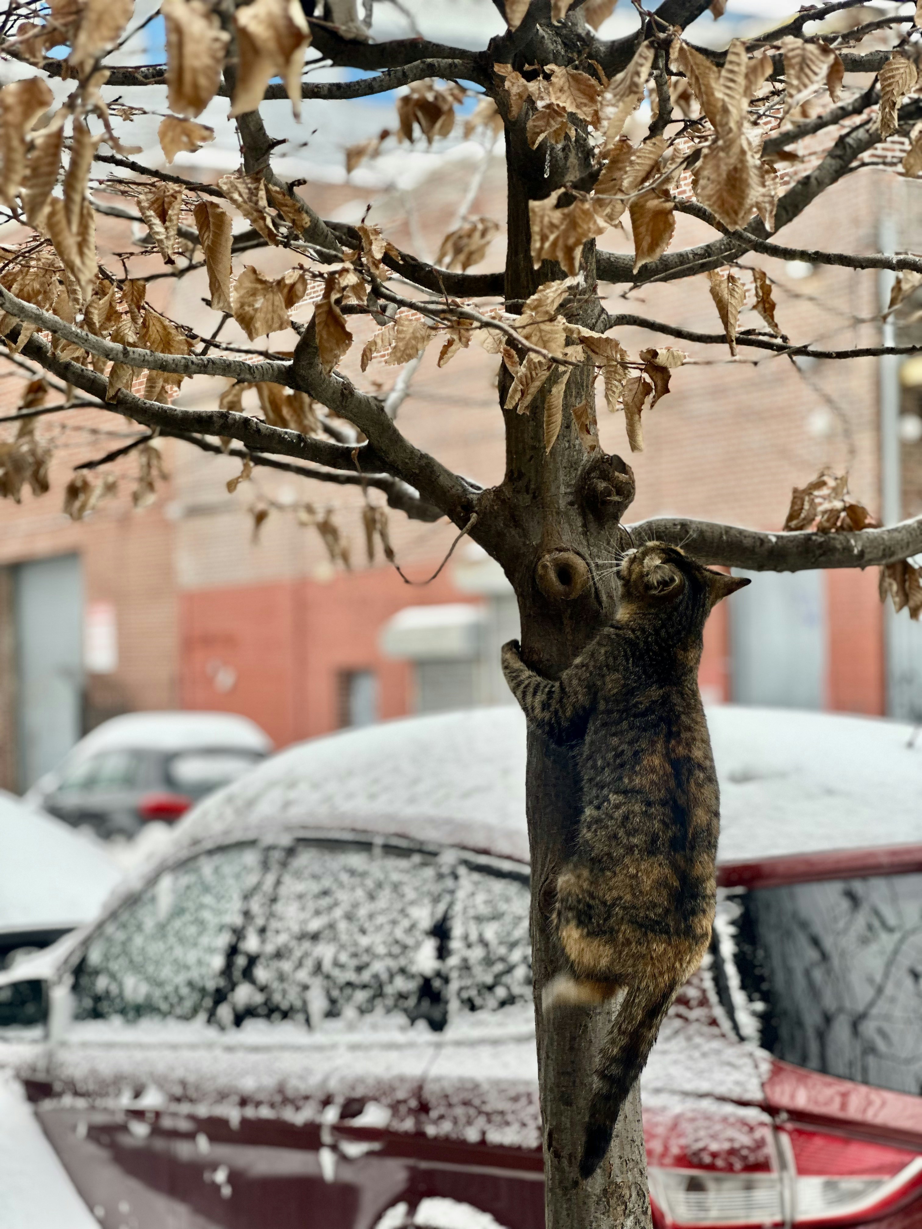 Spotlit Street Cat Clinging to a Frosted Tree