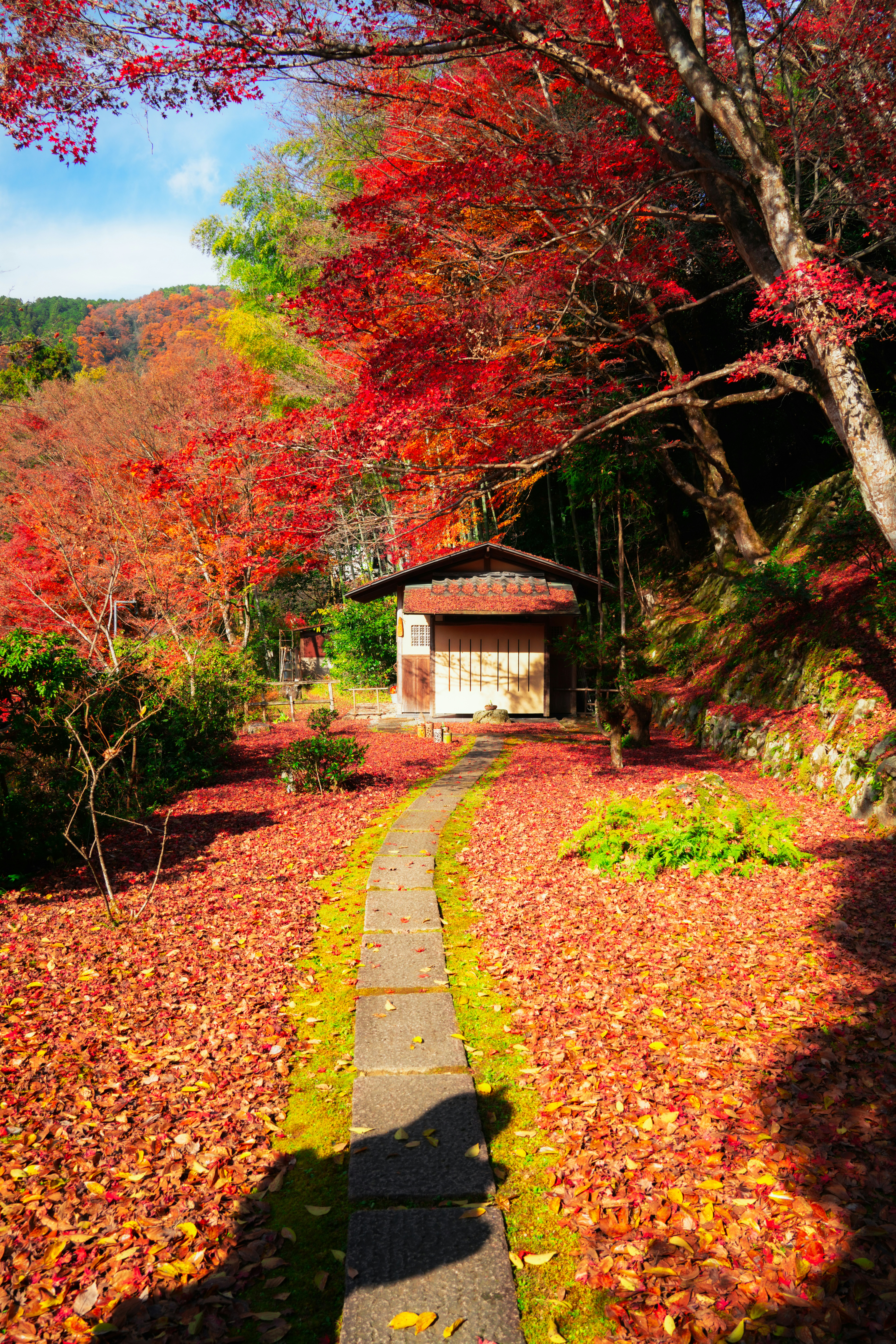 Autumn Path to a Quiet Shrine