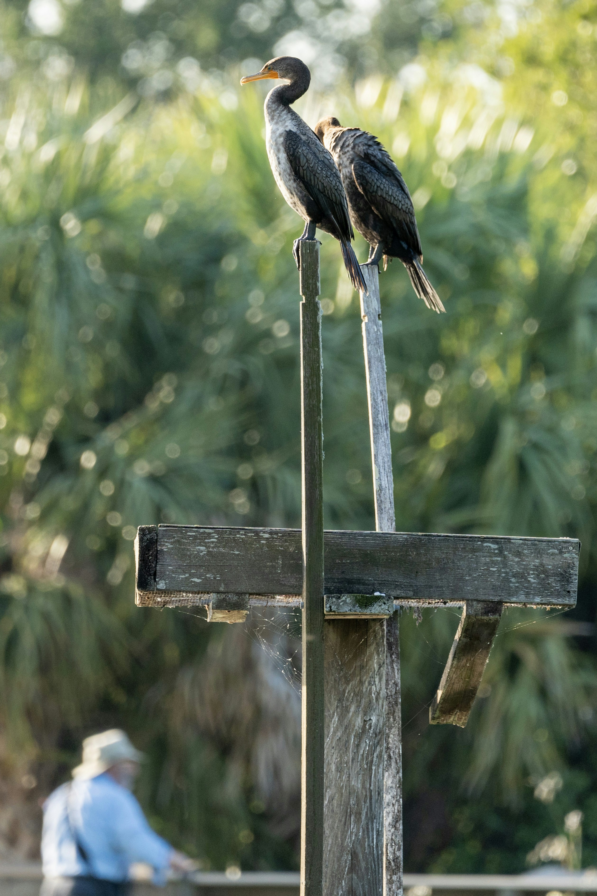Twin Cormorants on a Weathered Crossbeam