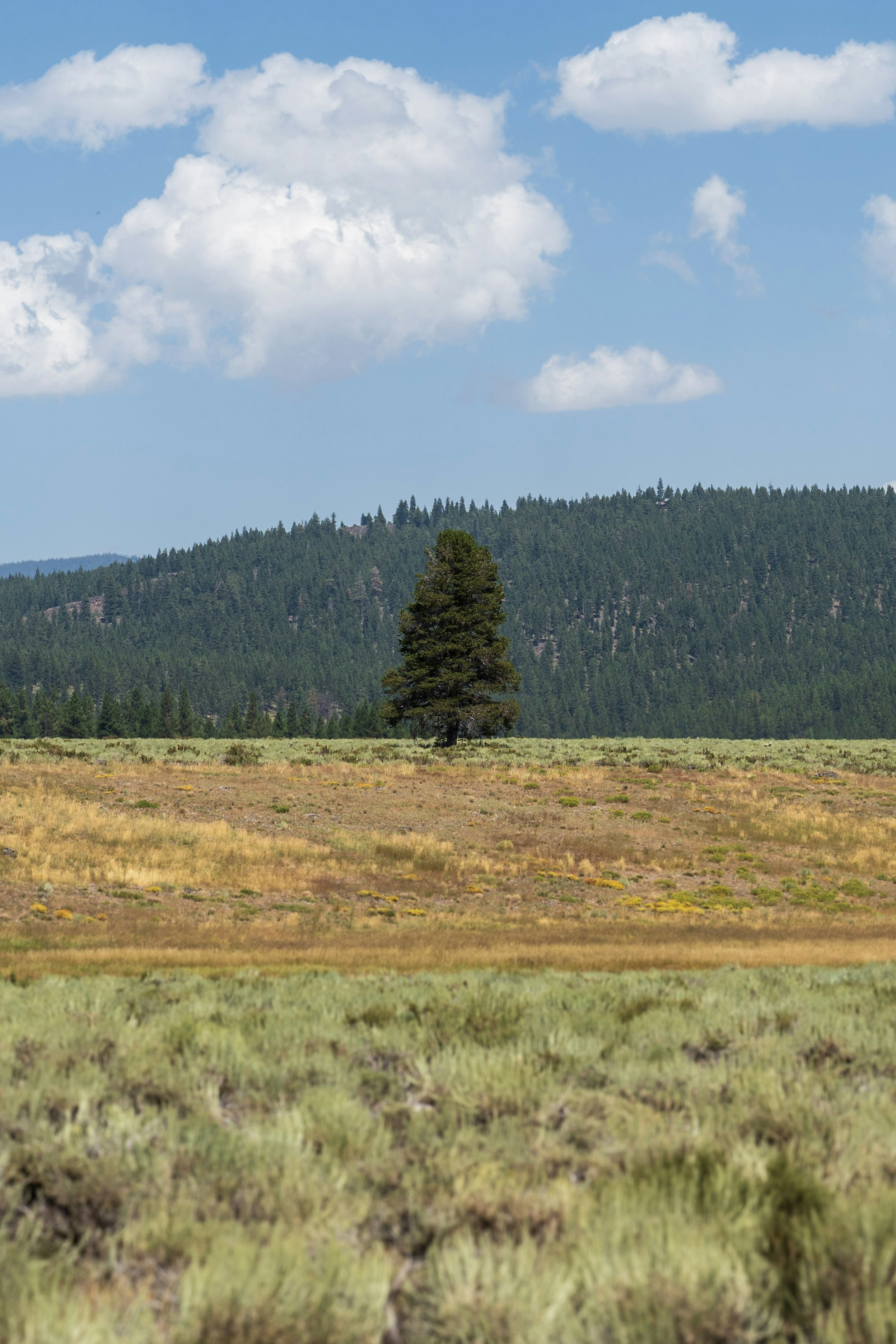  solitary pine at the field’s edge under a blue sky 