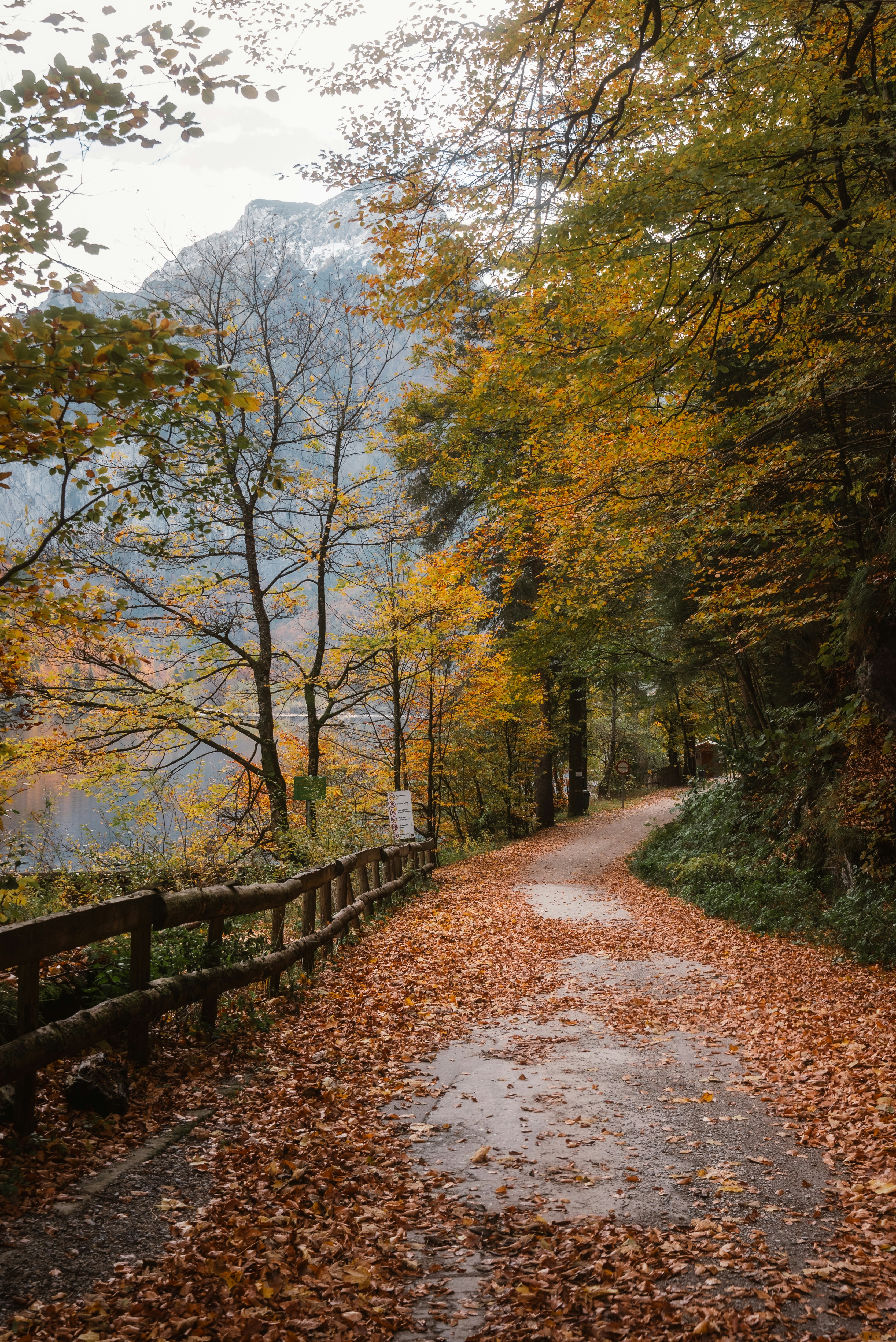 Autumn Path: A Misty Riverside Walk Through Fallen Leaves