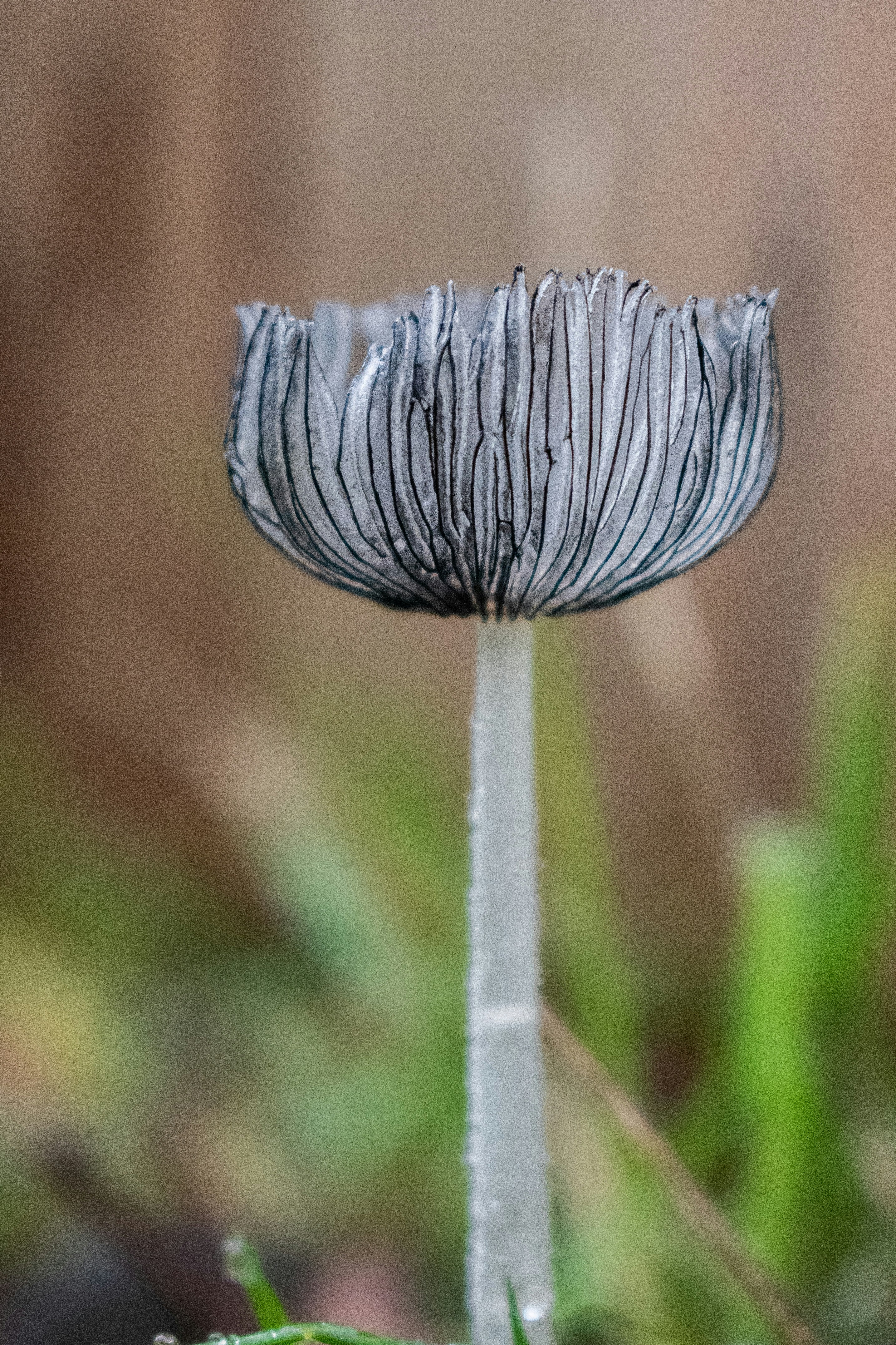 Frost-edged Cap: a solitary mushroom in soft-focus meadow