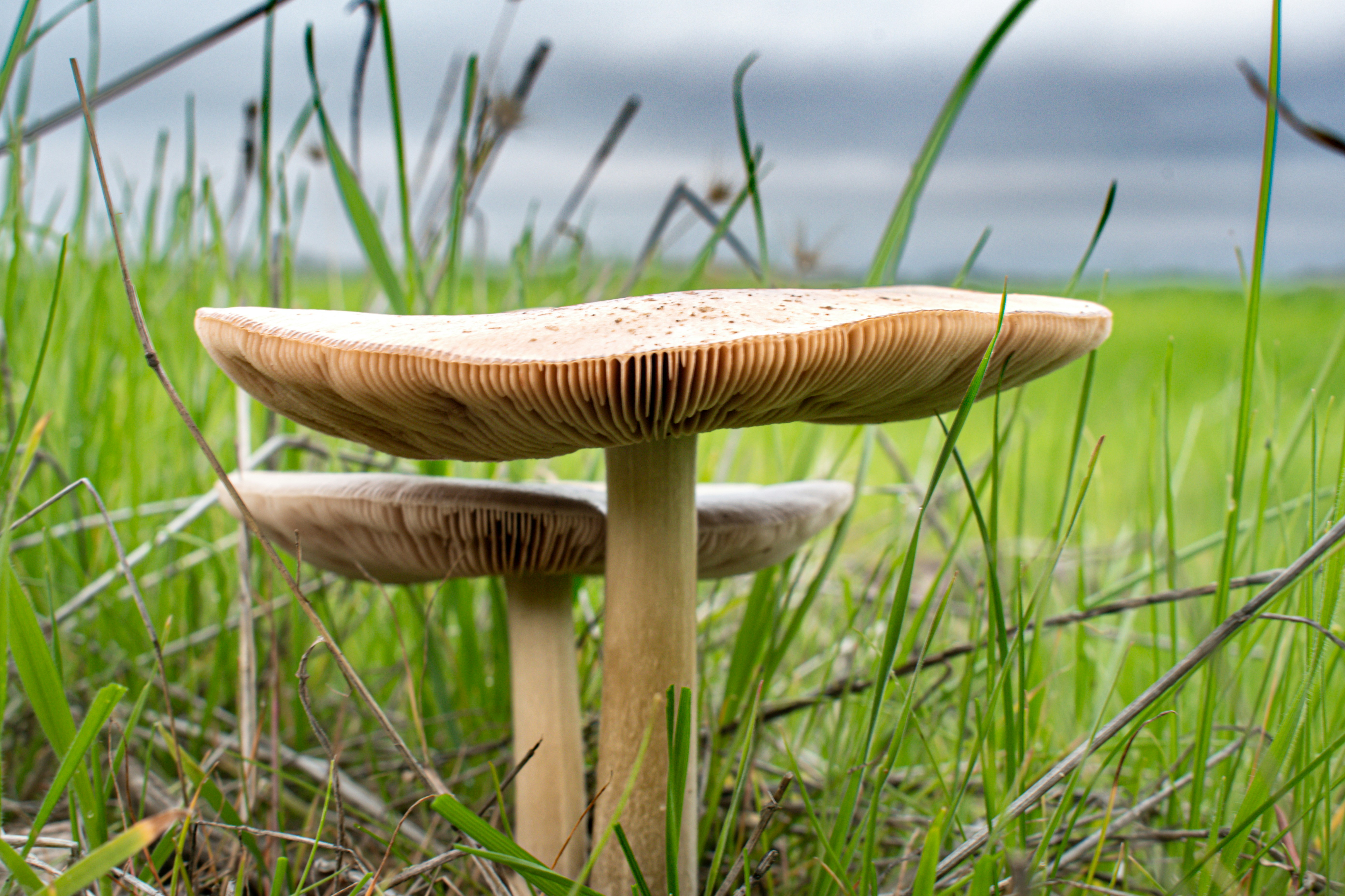 Mushrooms in Quiet Meadow: A Close-Up of Fanned Gills