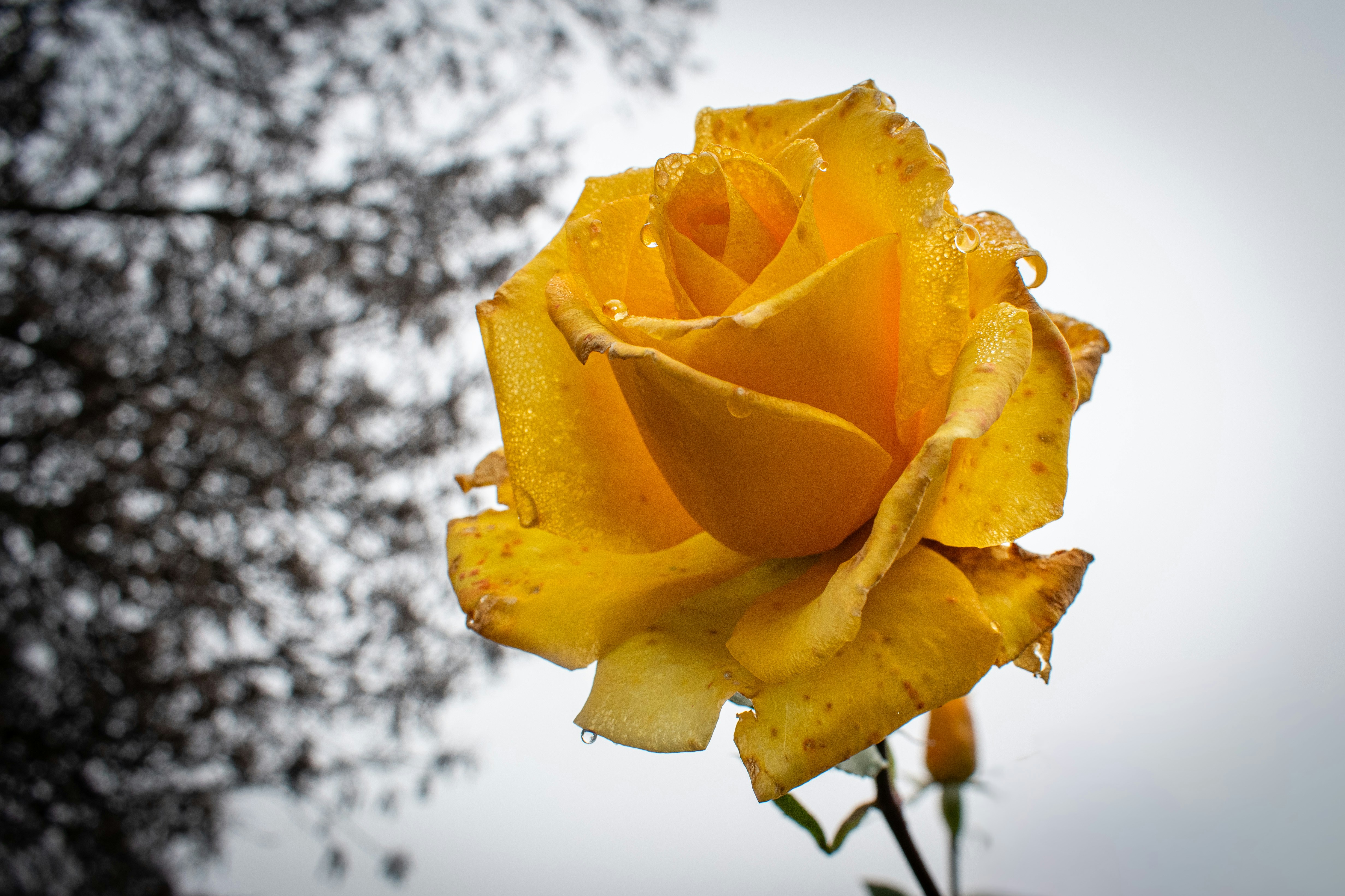 Keen Yellow Rose Against a Misty Sky