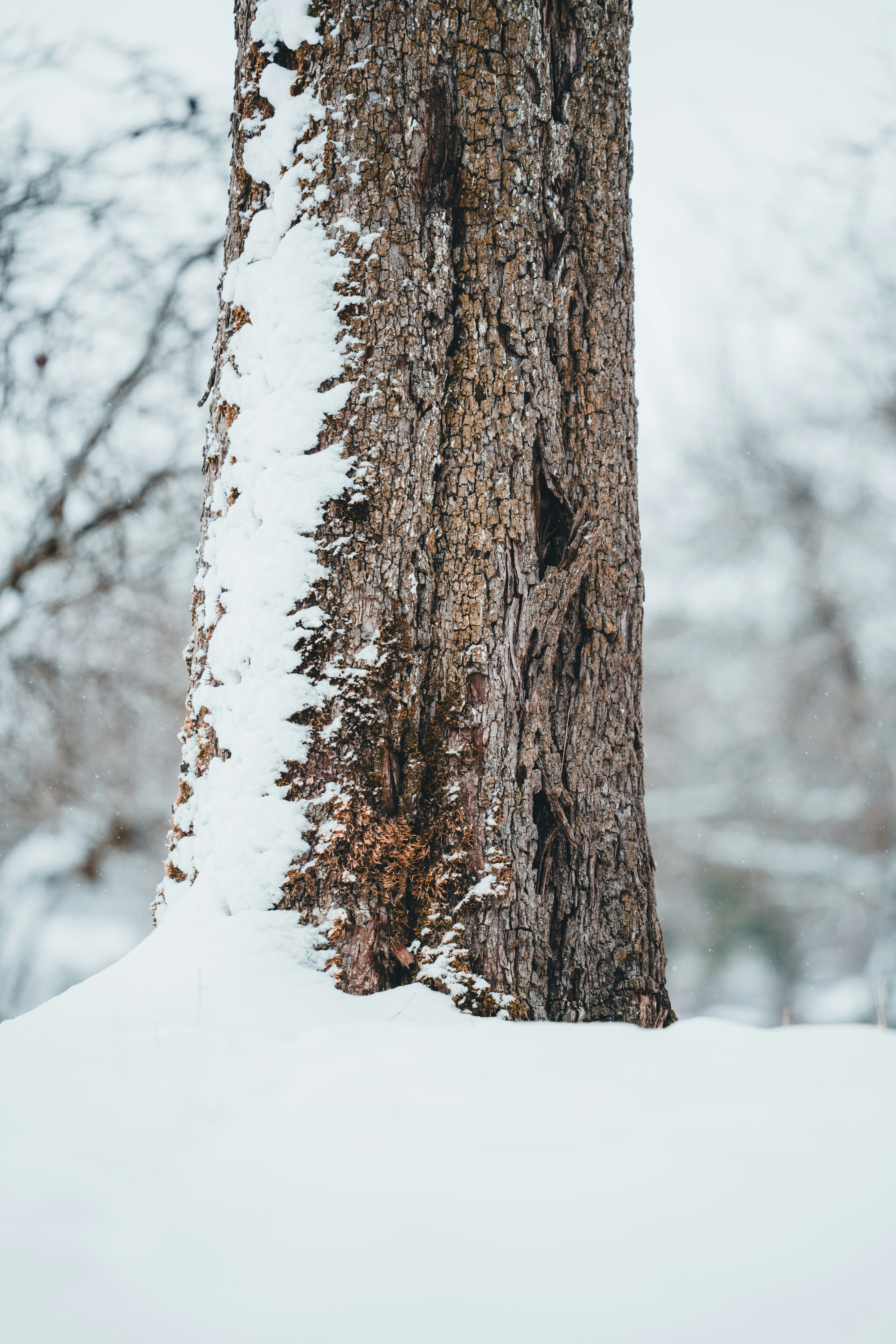 Snow-veiled Trunkanchor in a Quiet Winter Forest