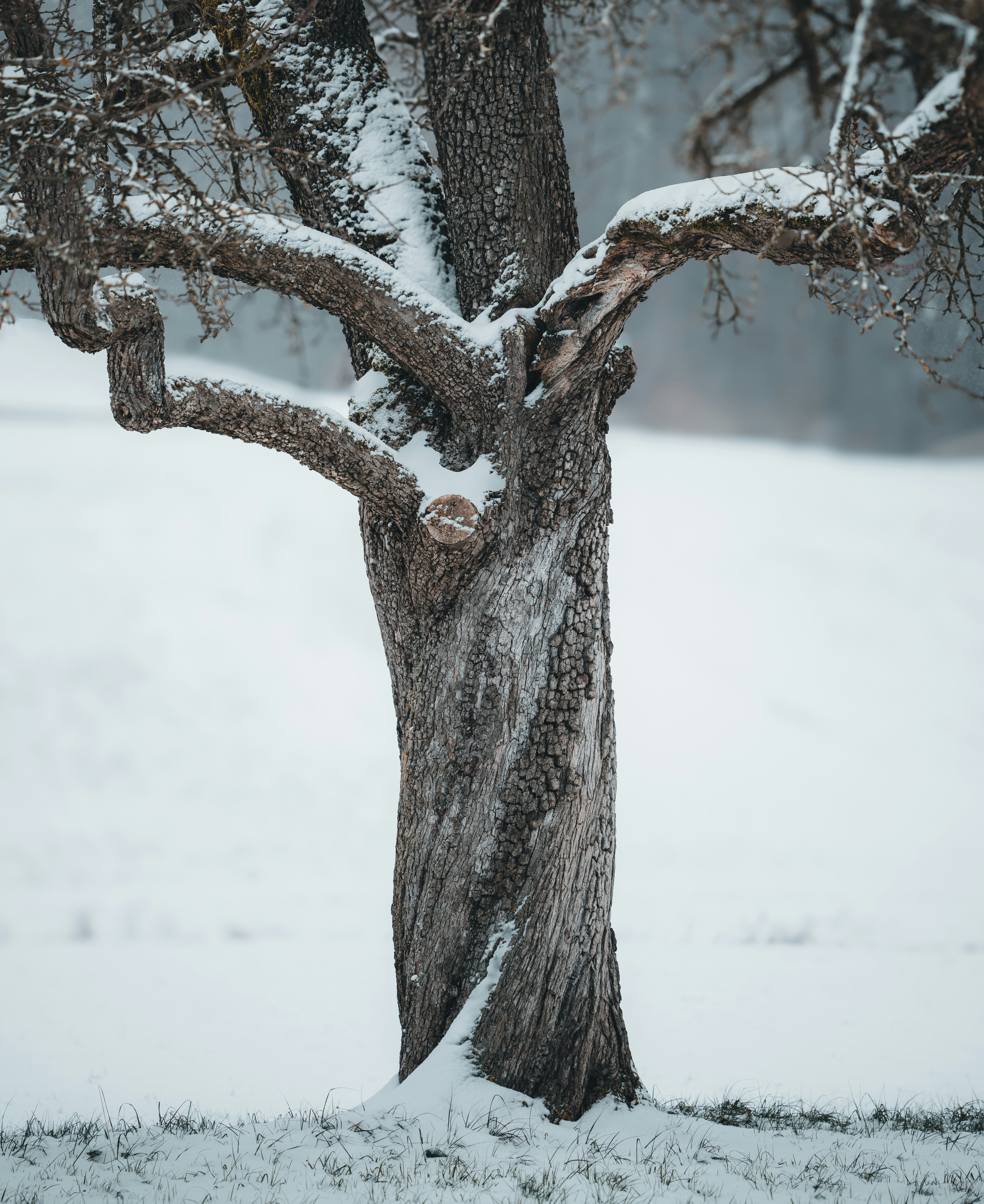 Snow-Worn Tree Trunk with Frosted Branches