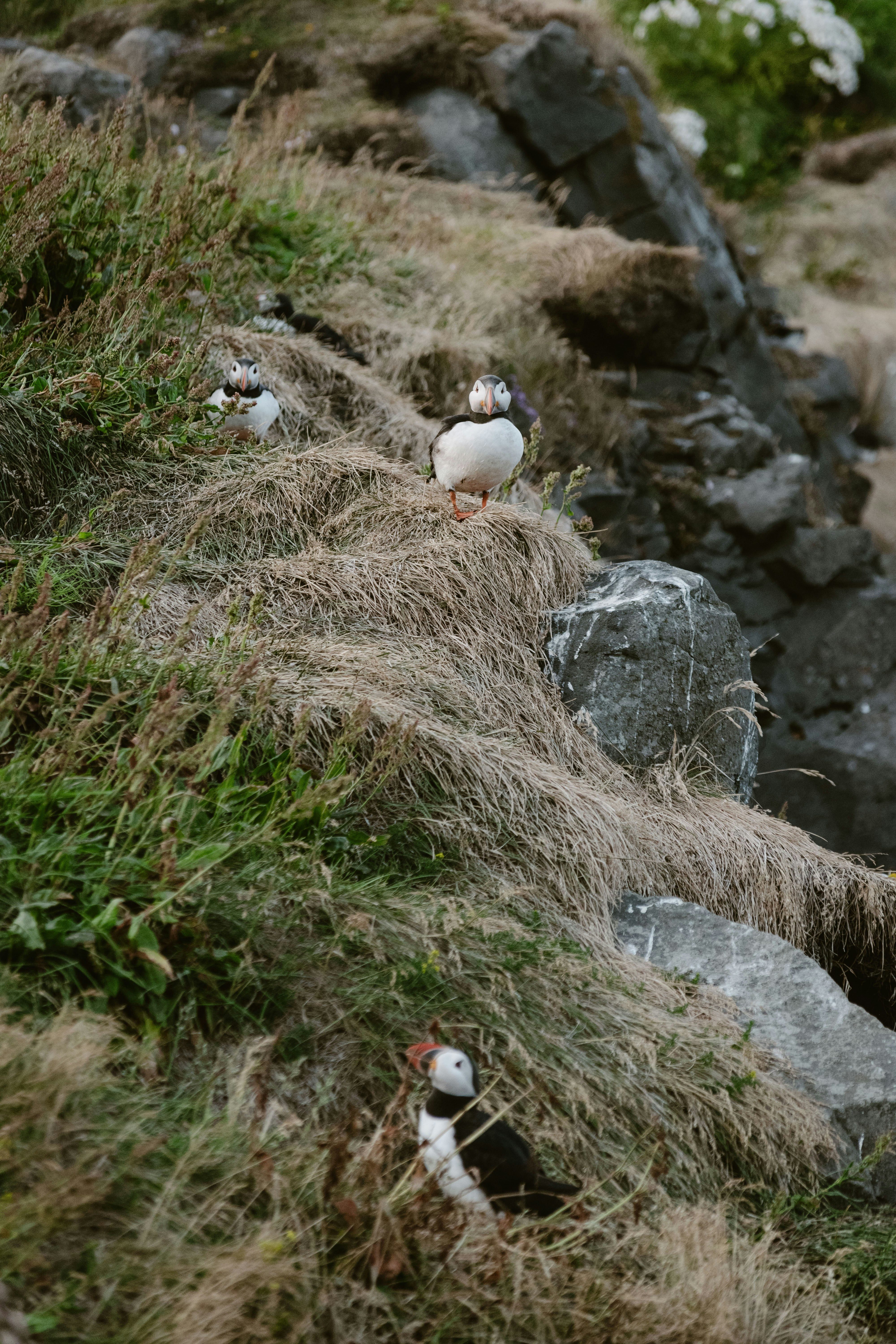 Cliffside Puffins: Perched on windswept grasses above rugged stone