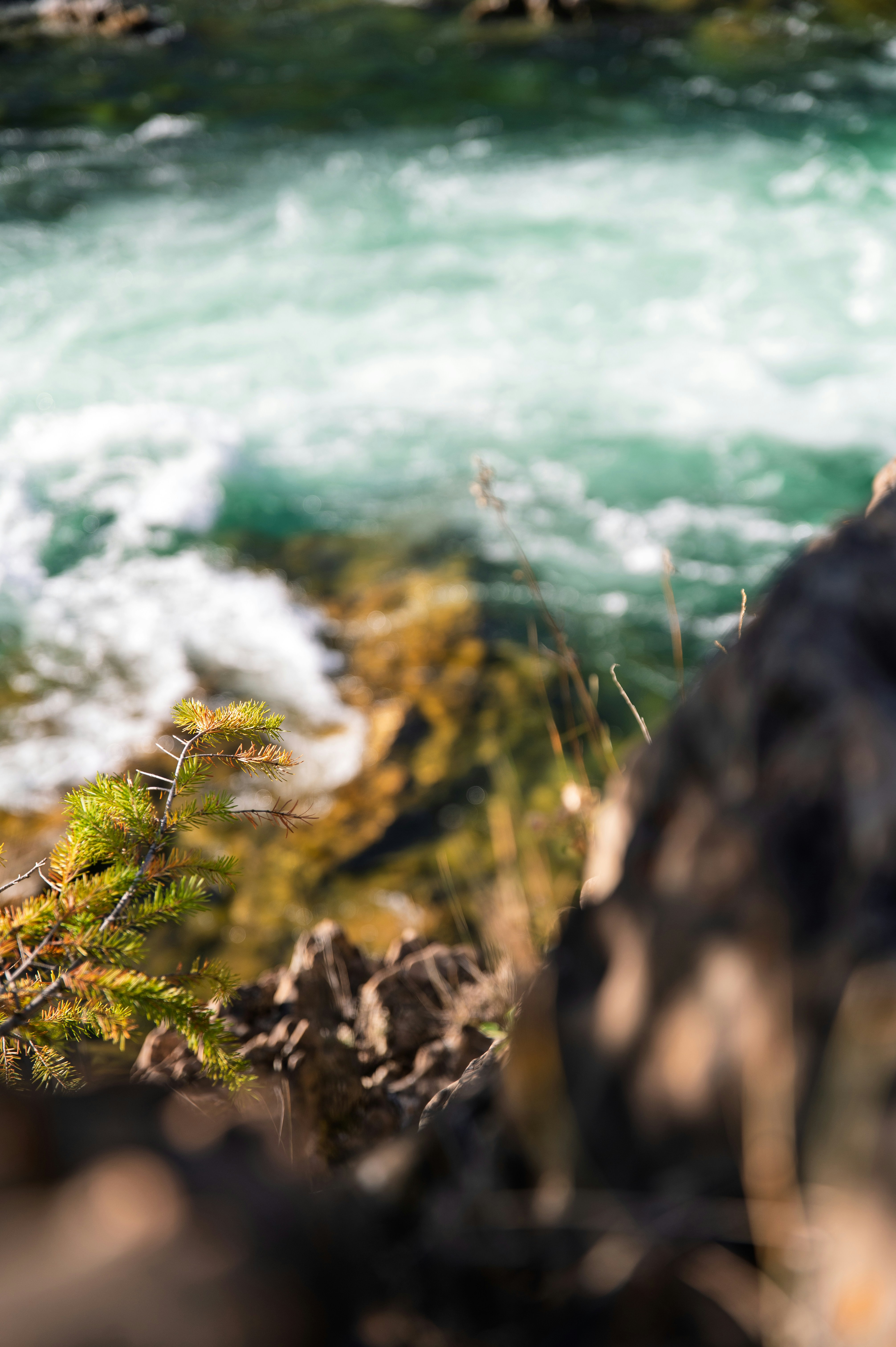 Coastal Pine on the Edge: A Quiet Focus Near the Waterfall Veil