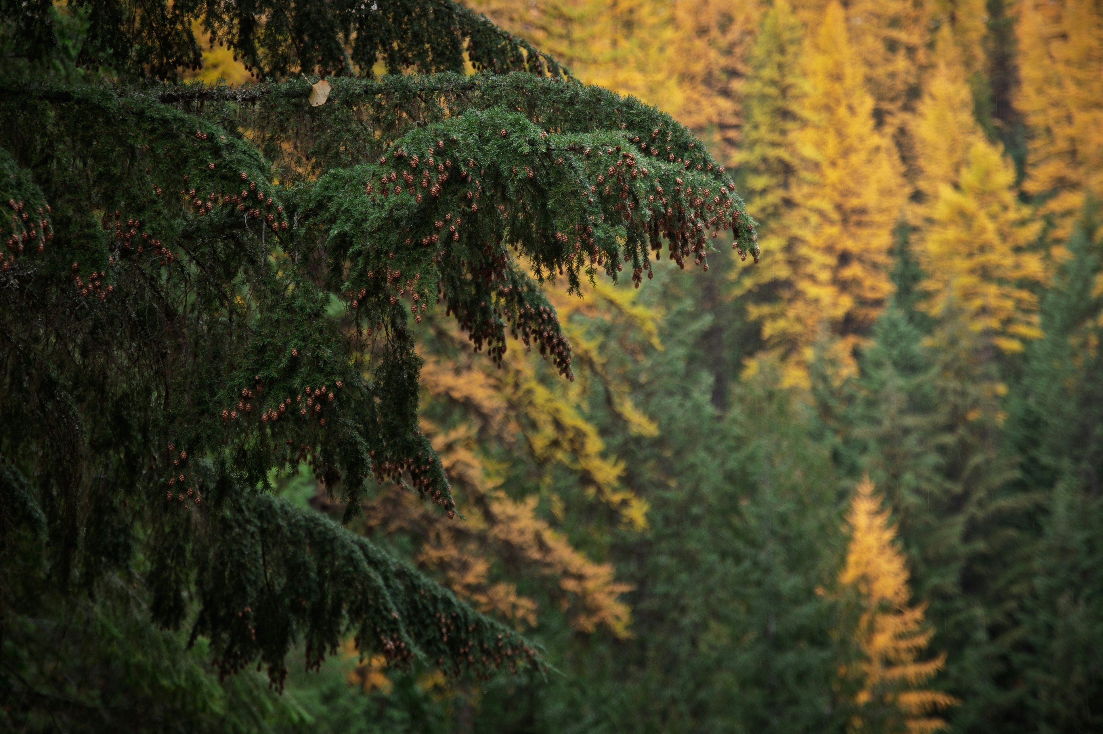 Amber Pines at Distant Rise