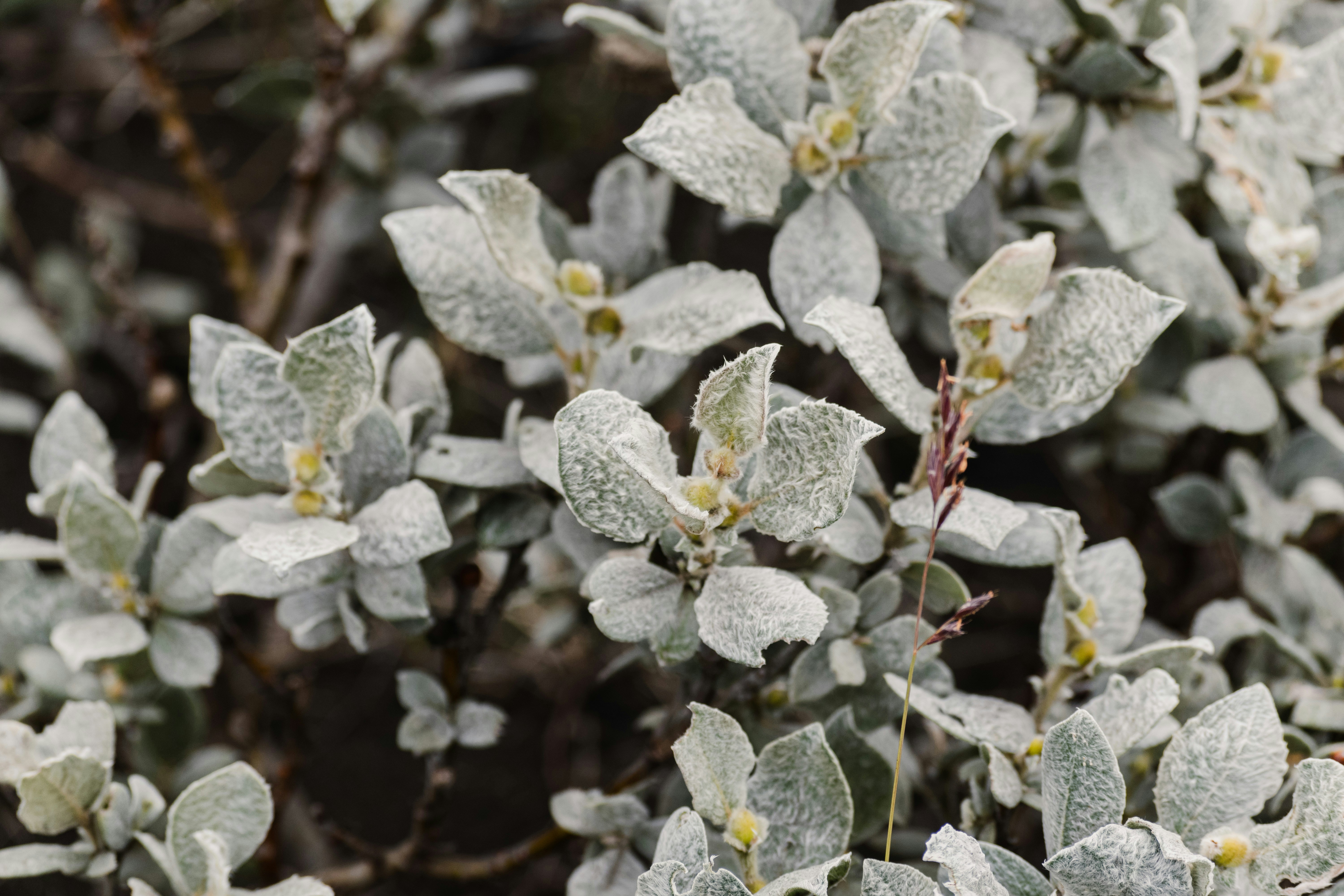 Frost-kissed Sagebrush: A Quiet Woodland Embrace