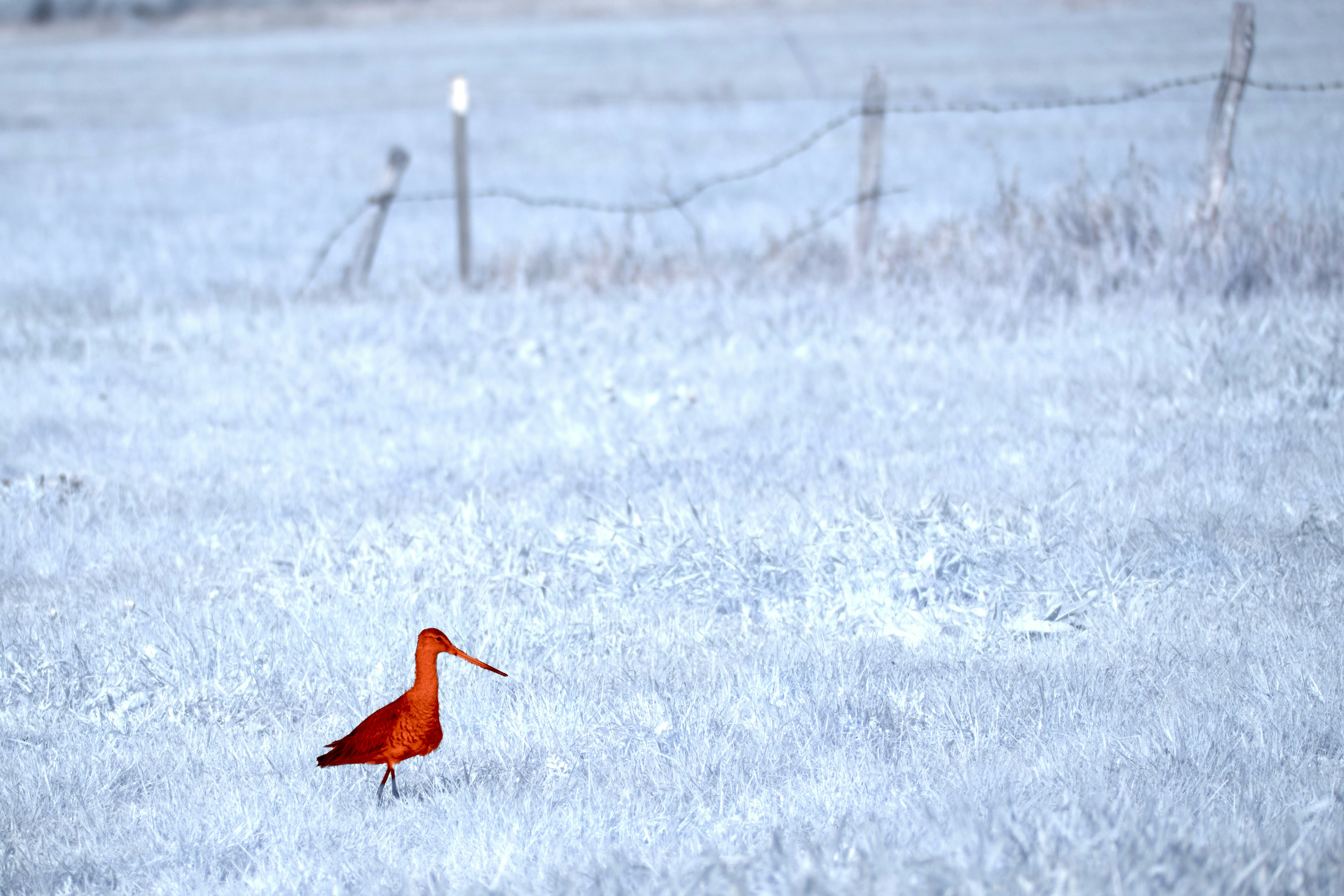 Crimson Avian Sentinel in Frosted Field