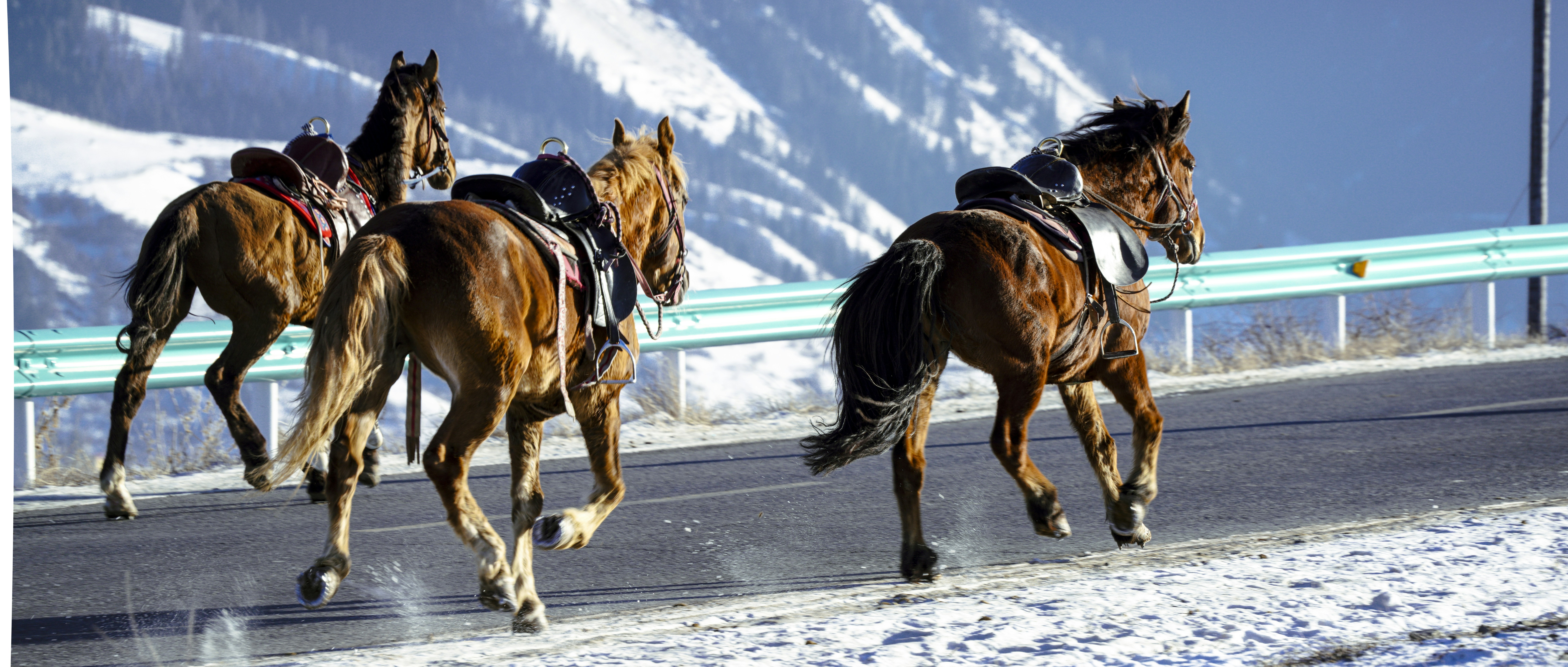 Three horses running on a snowy road. photo – Free Travel Image on Unsplash