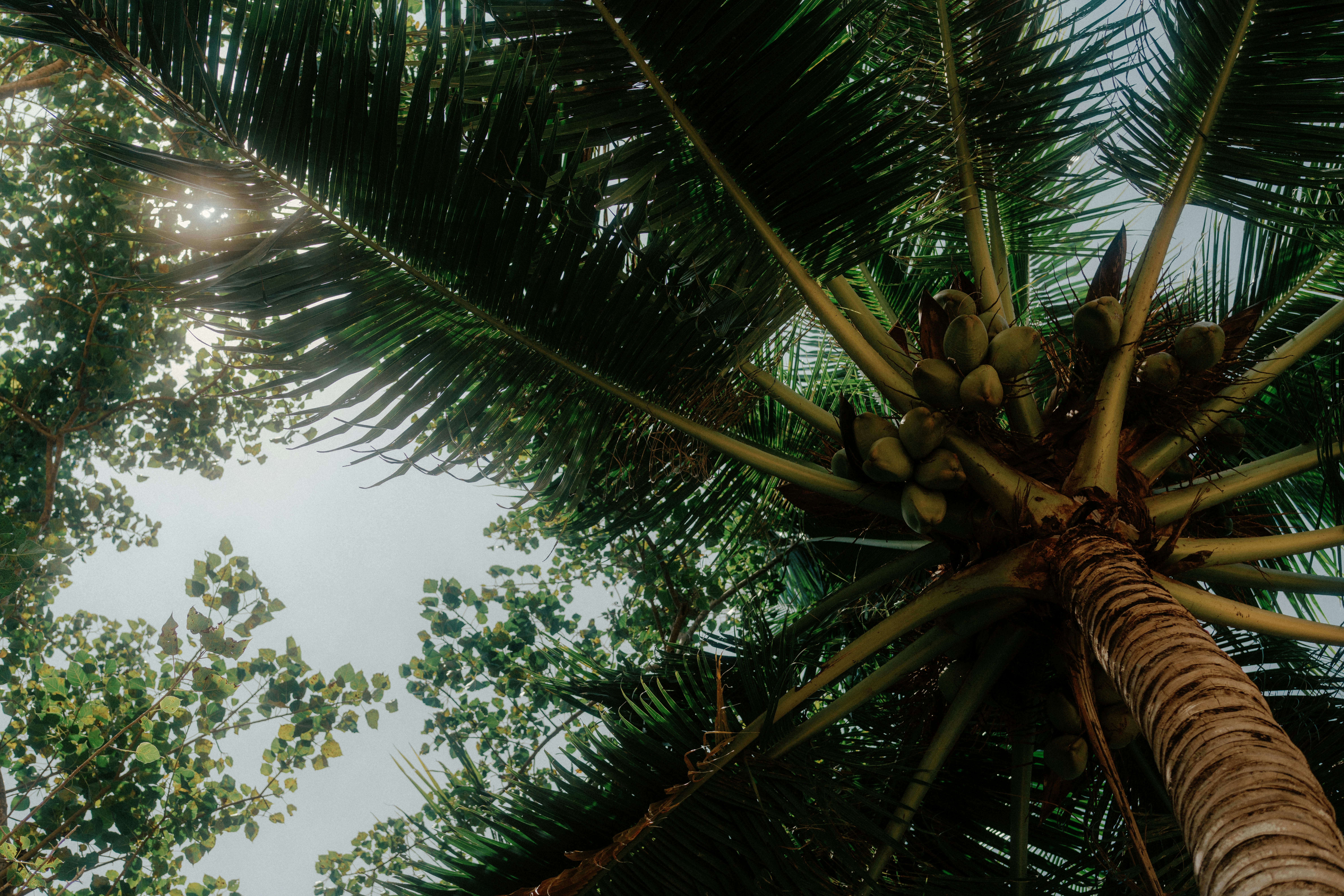 From Canopy to Sky: A Palm Tree’s Radiant Crown