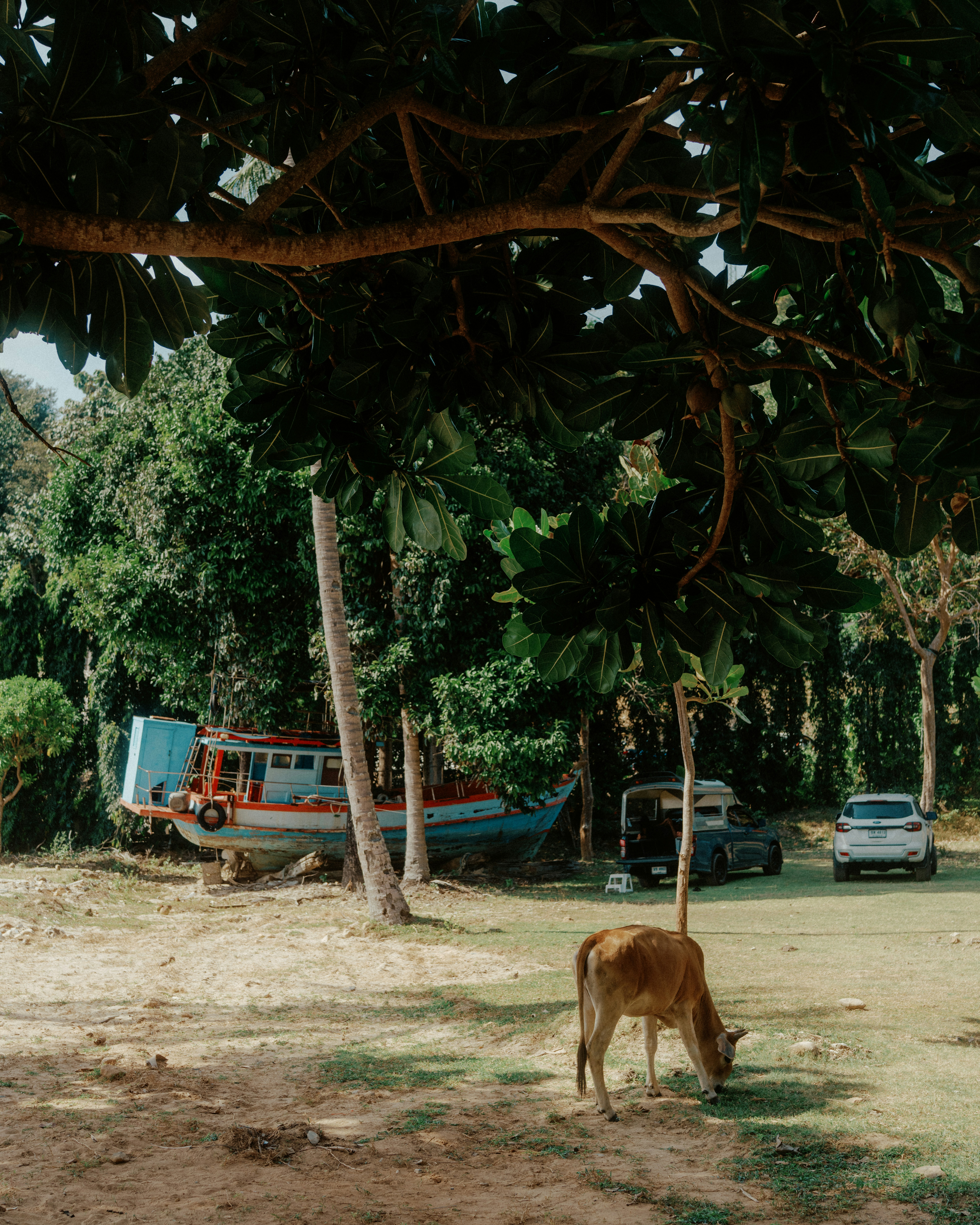 Dockside Calm: A Dog Beneath Canopy Shadows Over a Quiet Resting Scene