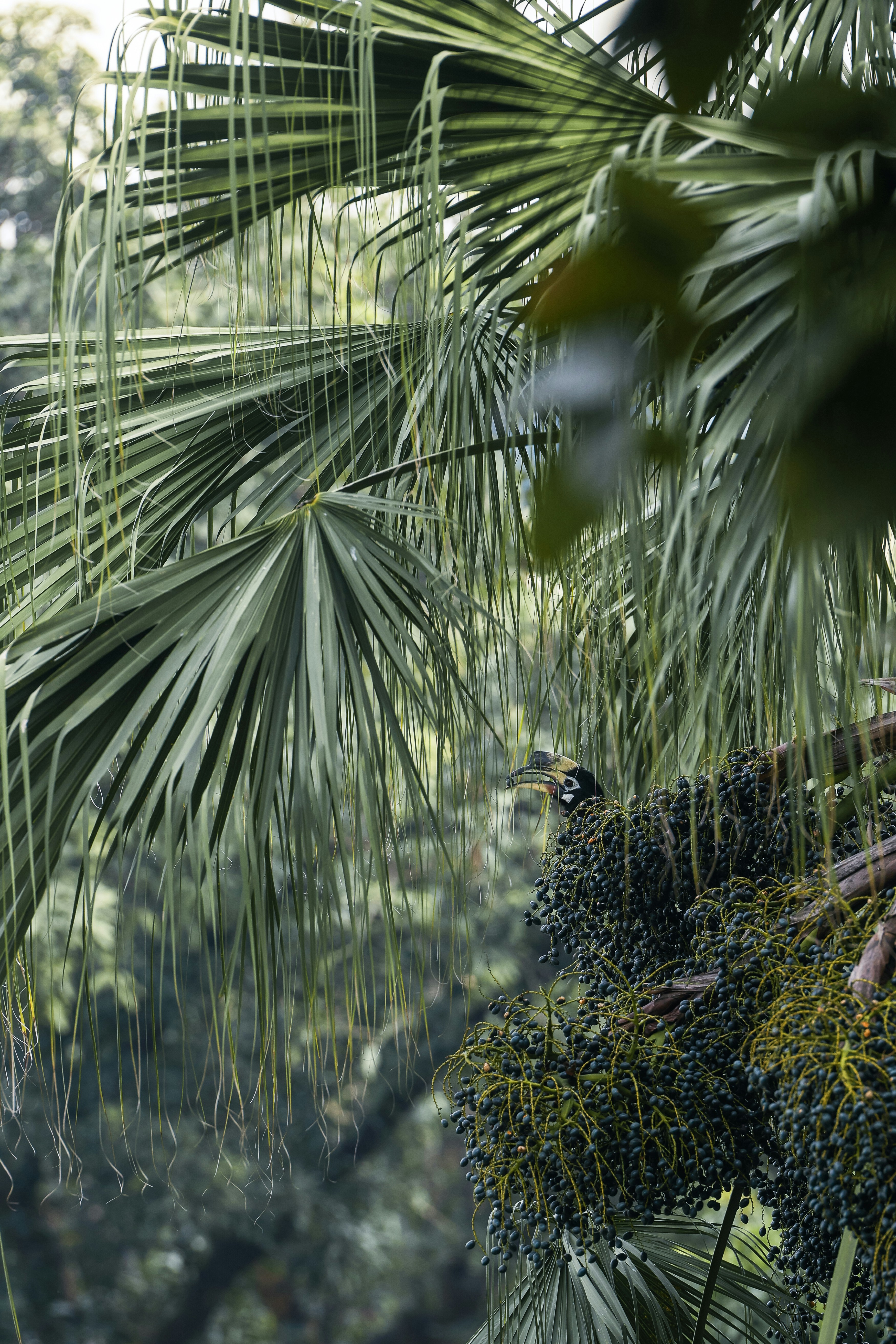 Hidden Majesty: A Peacock Peering Through Tropical Fronds