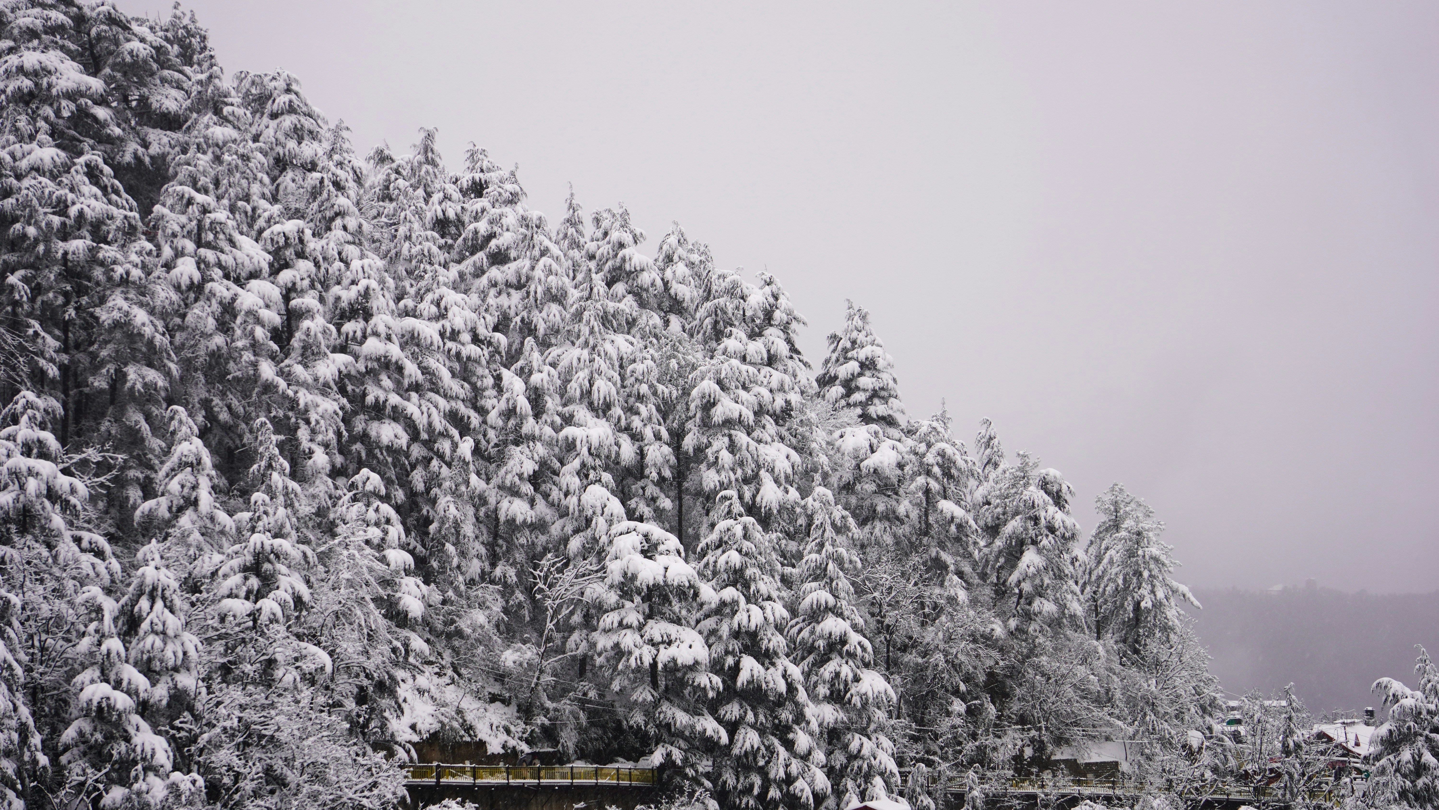 Snowbound Pines: A Quiet Reservoir of Winter Light