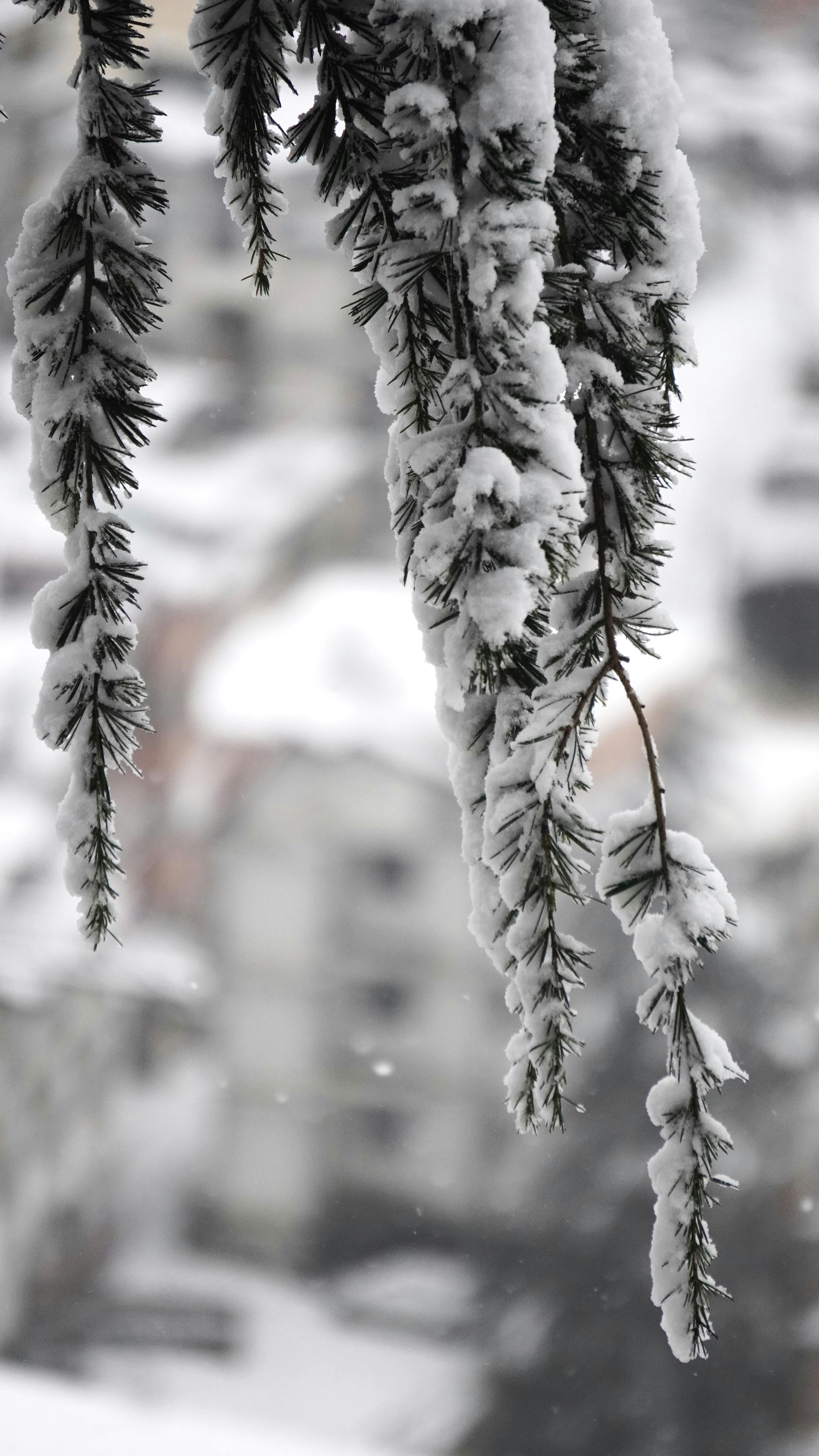 Snowy Tendrils: Frost-coated Pine Needles in Focus
