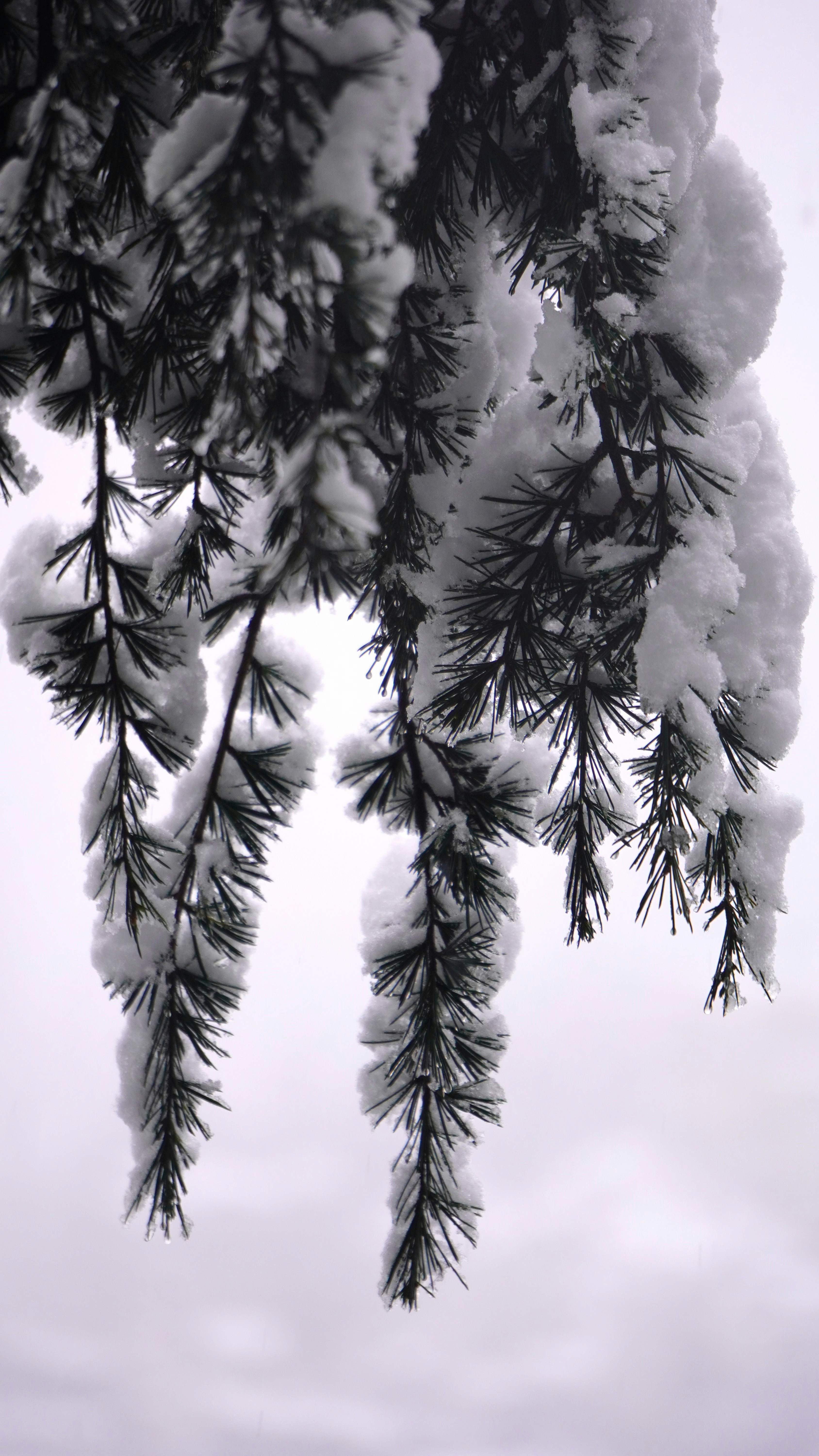 Snow-clad pine needles in soft twilight