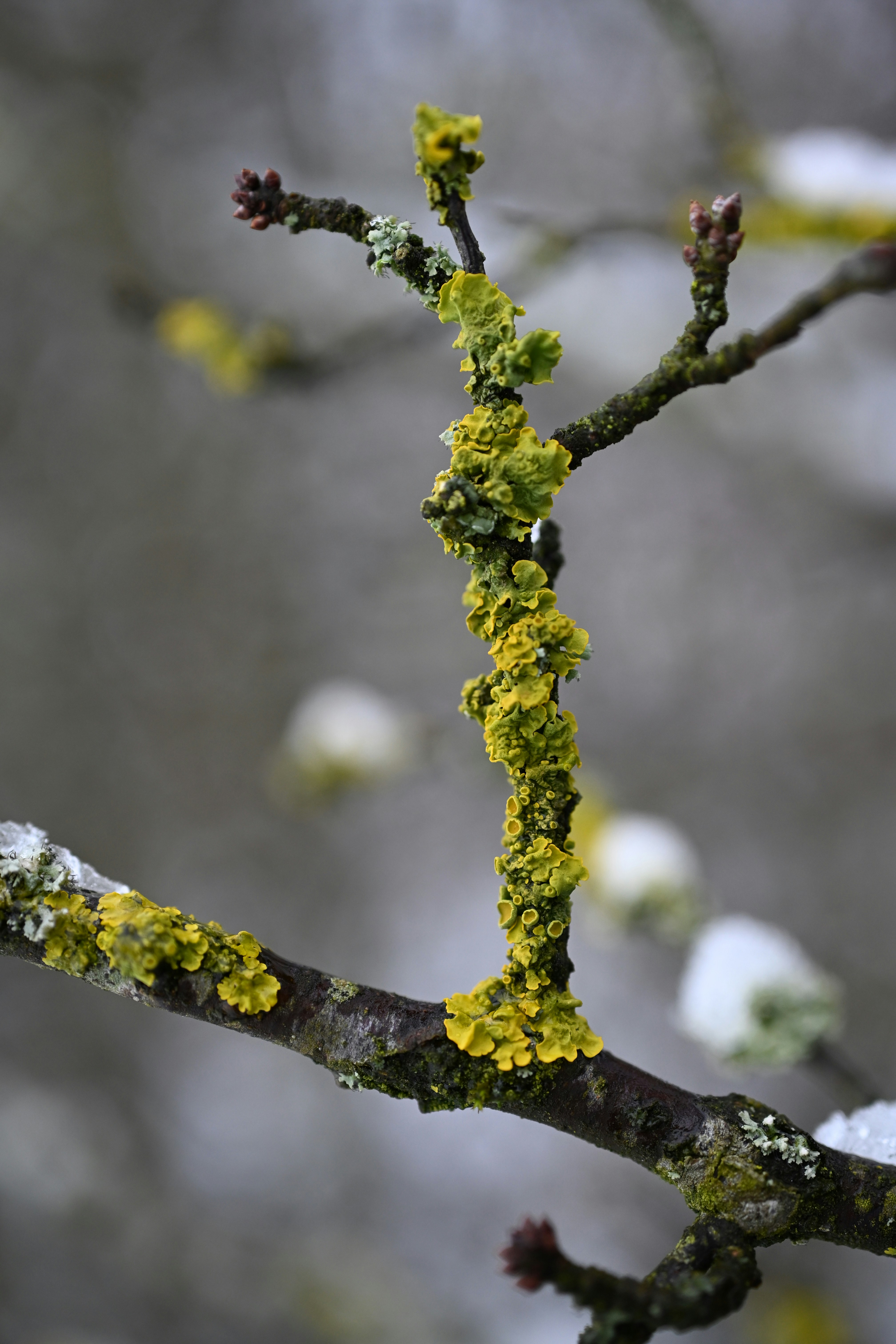 Lichen-Radial: Yellow Patches Cling to Winter Branches